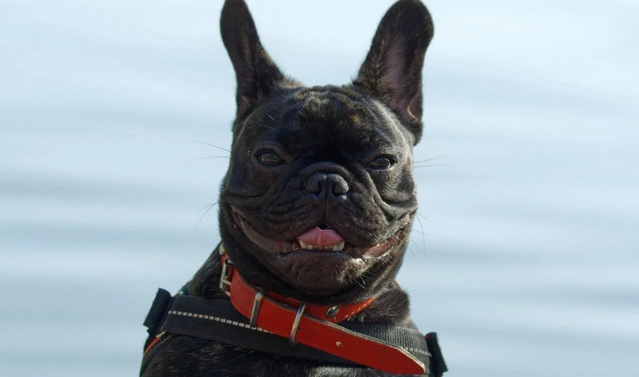 The Most Dog Friendly Pub in Henley on Thames? We Think So ...