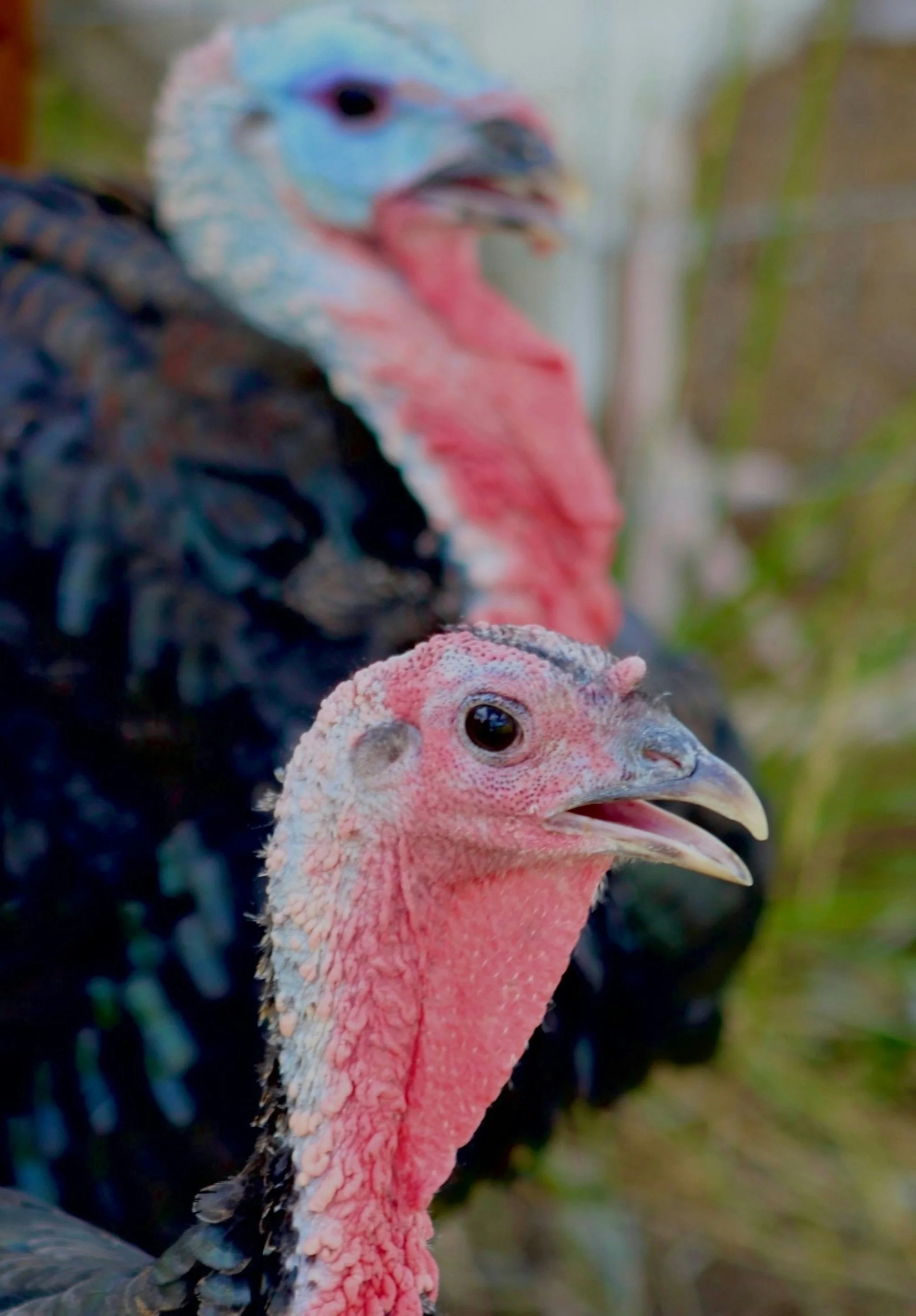 Thanksgiving in Spain — How to Celebrate Abroad