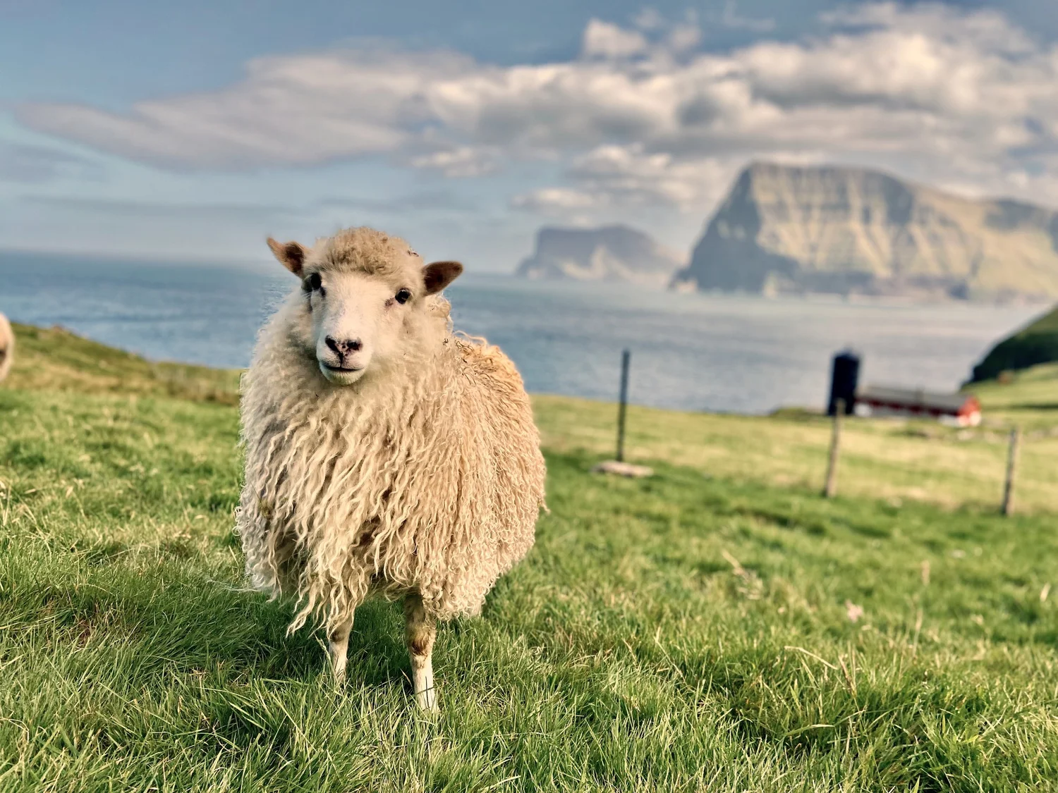 Arctic Foods: The best of nature