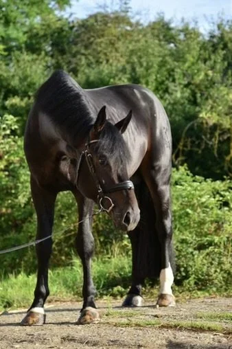 Equipoint Equestrian