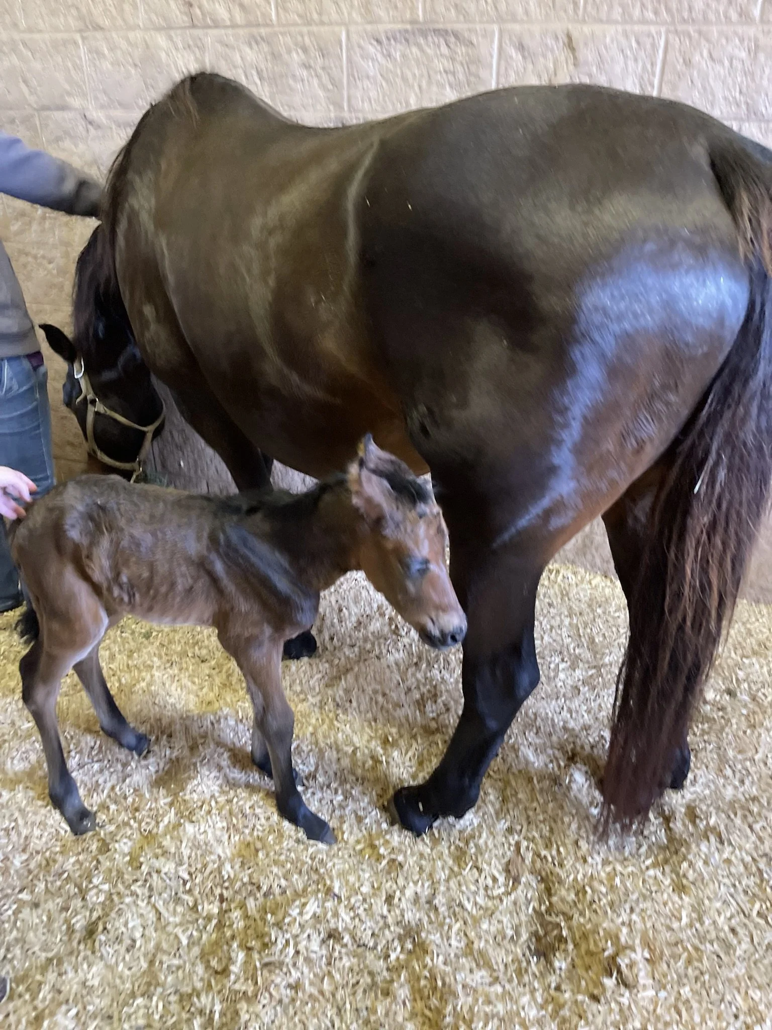 Equipoint Equestrian