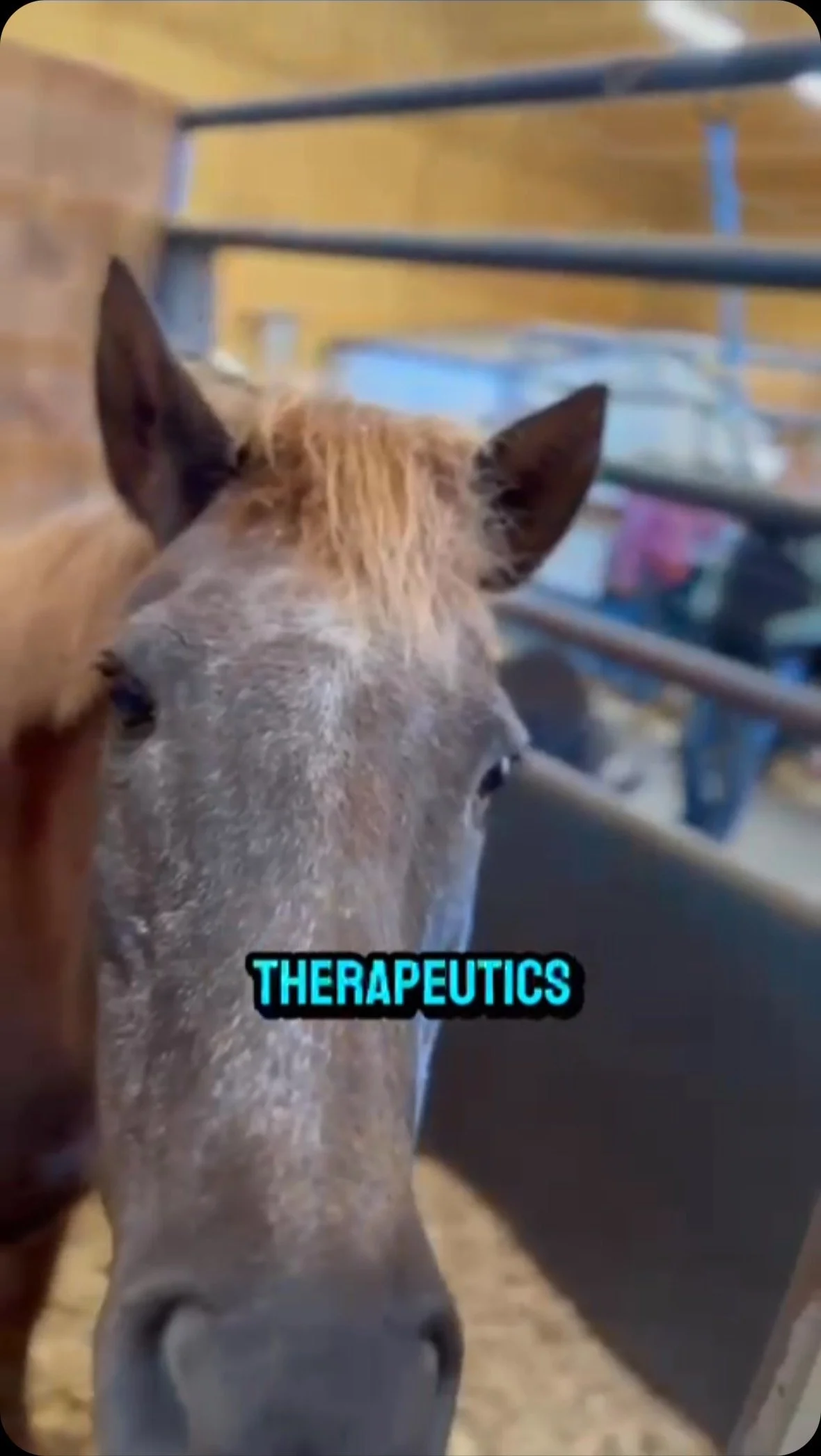 Equipoint Equestrian