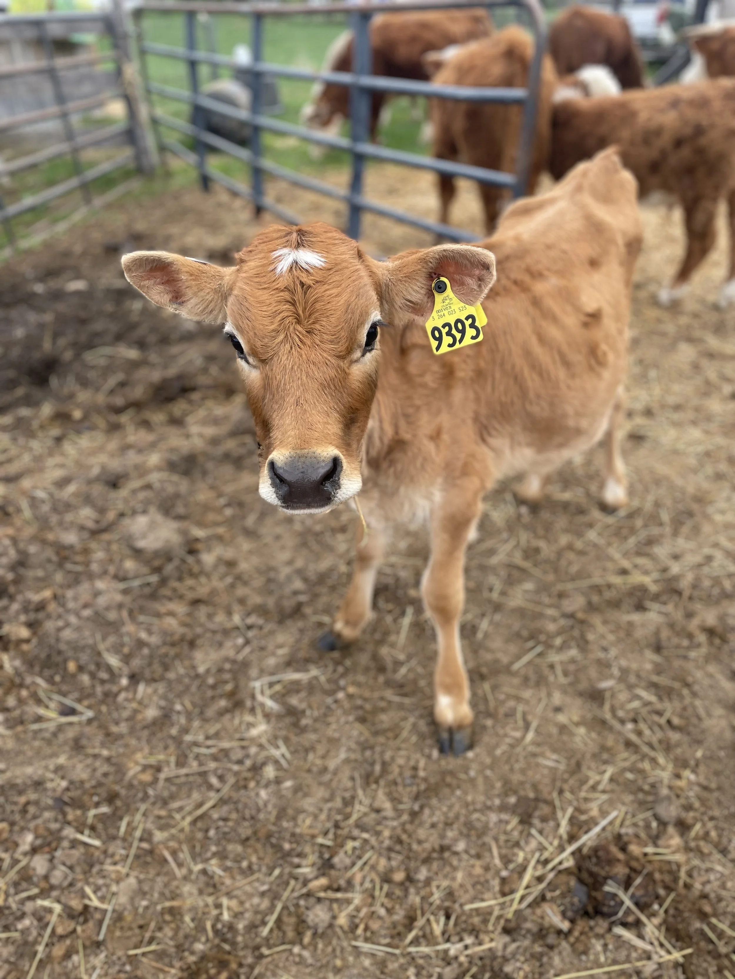 About — Twin Brooks Farm