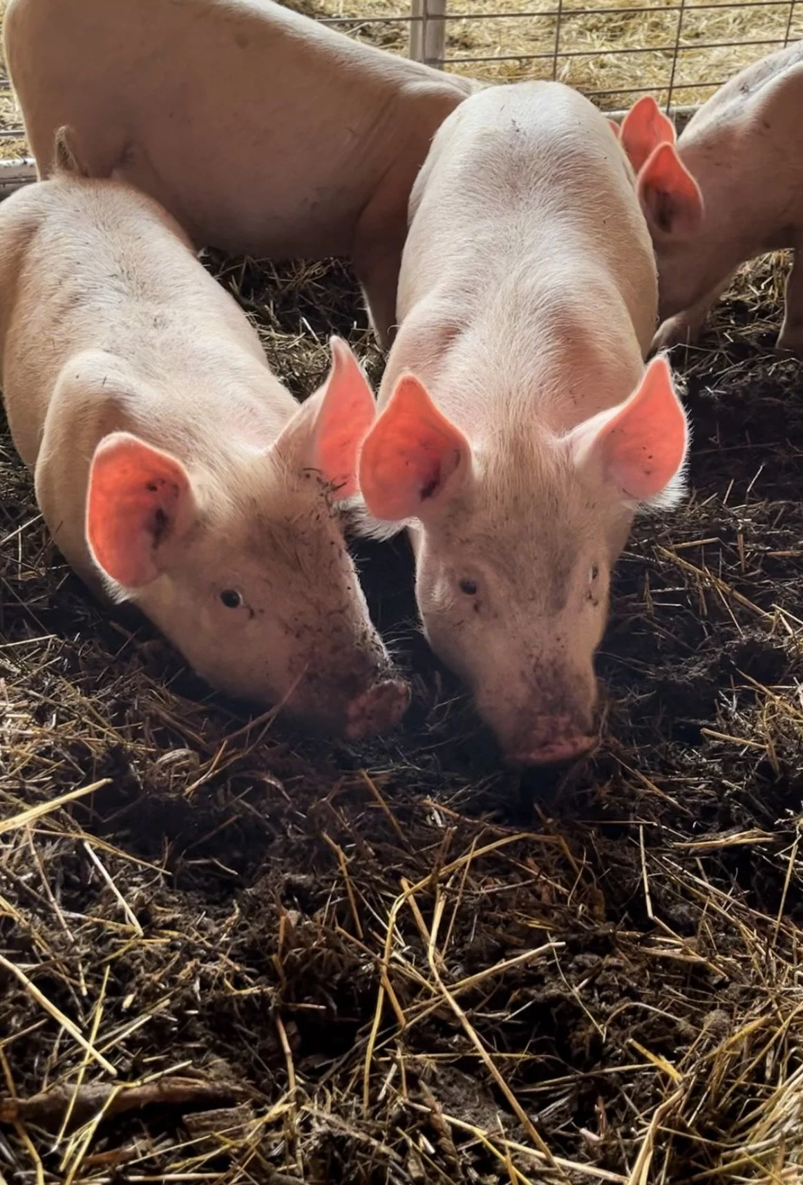 About — Twin Brooks Farm
