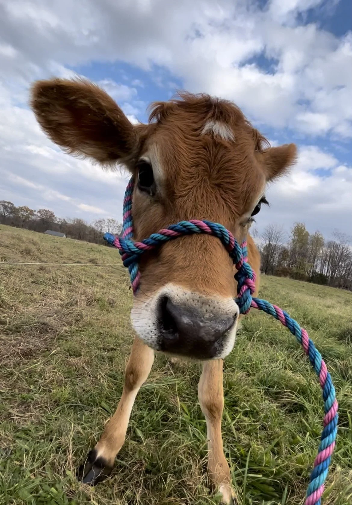 About — Twin Brooks Farm