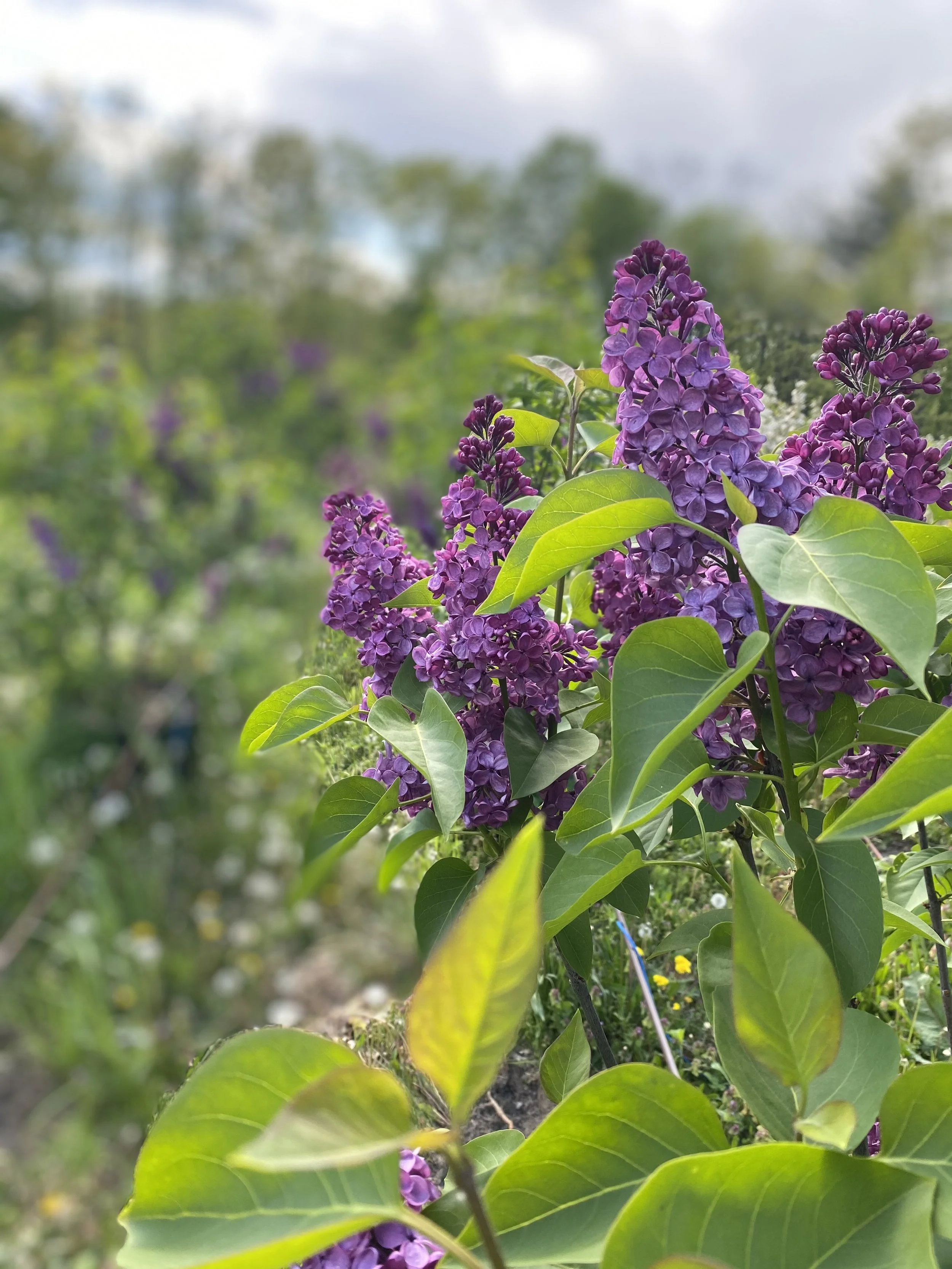 About — Twin Brooks Farm