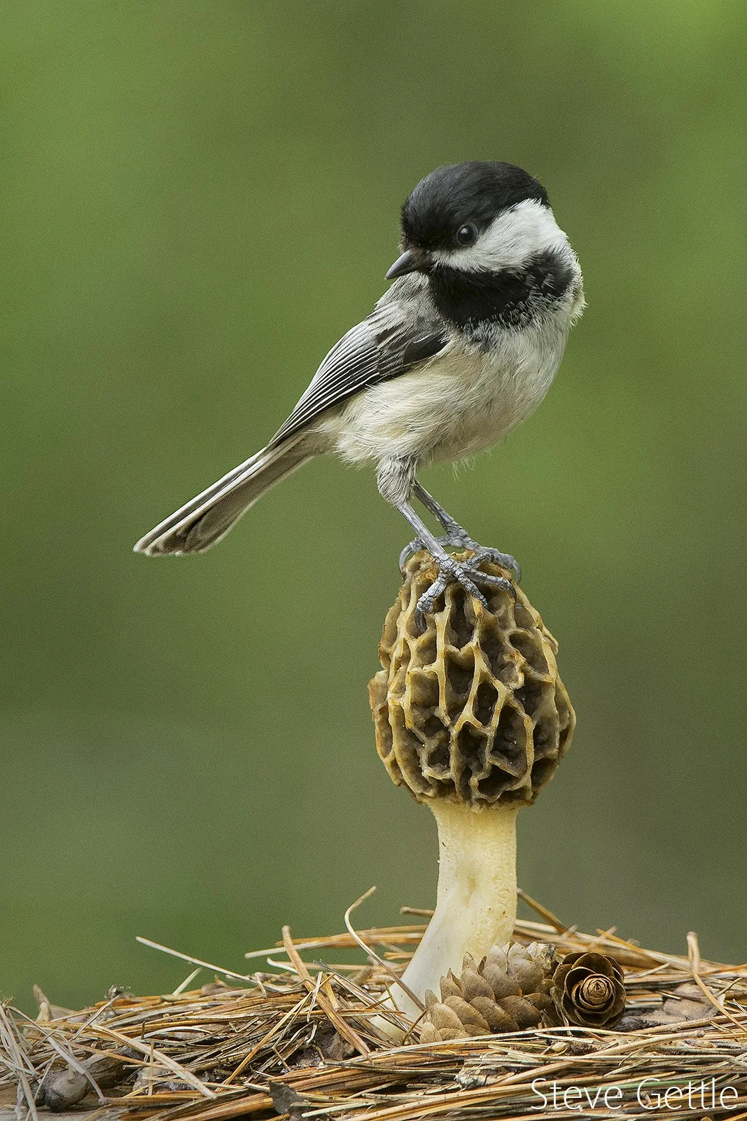 Program — Wisconsin Area Camera Clubs Organization