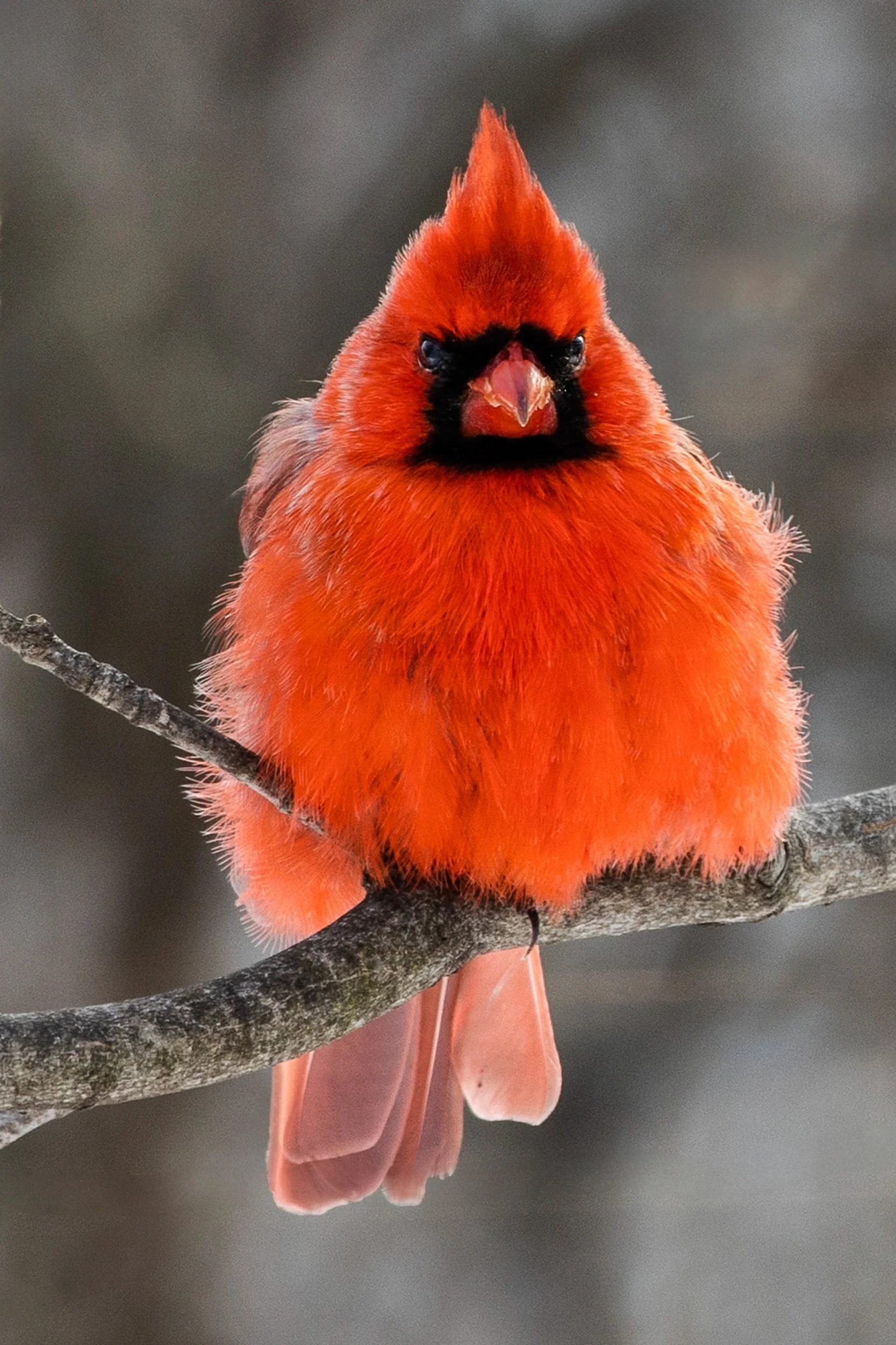 Competition | Join & Compete Today — Wisconsin Area Camera Clubs ...