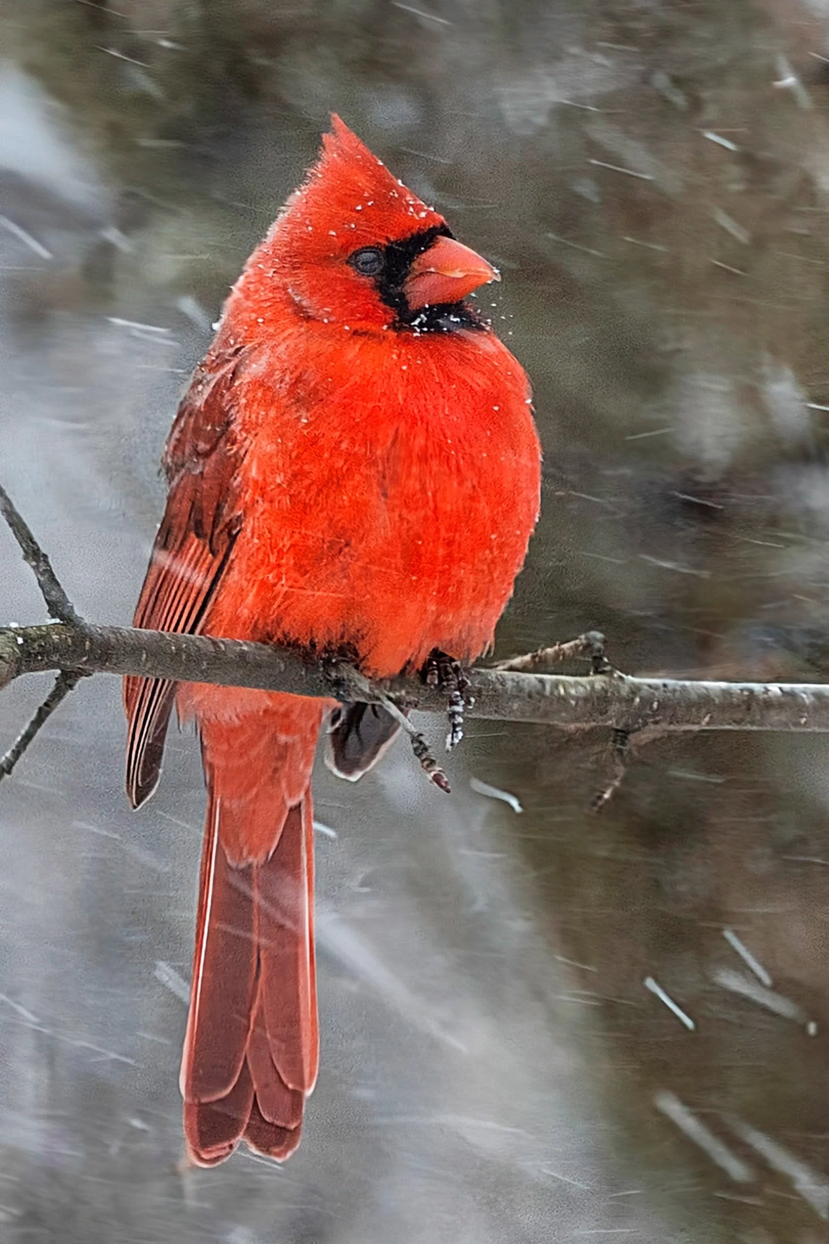 Competition | Join & Compete Today — Wisconsin Area Camera Clubs ...