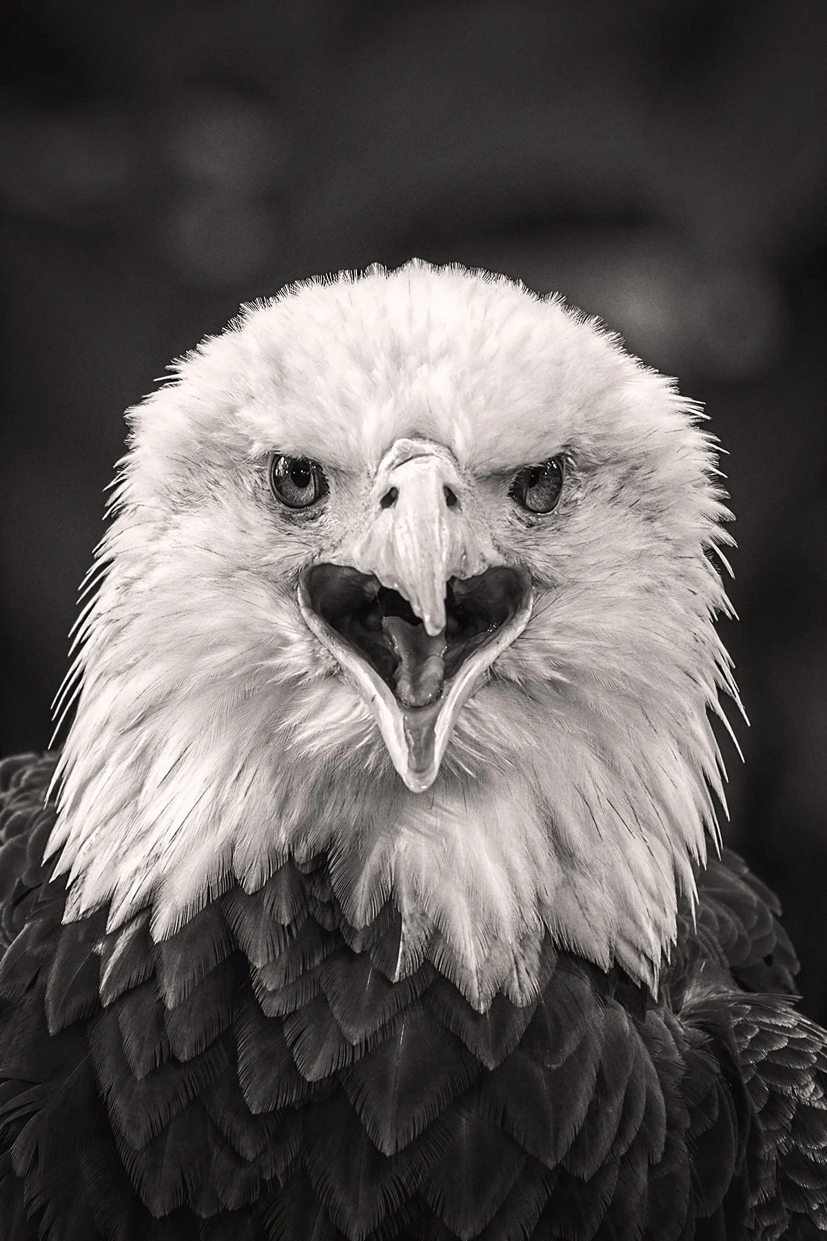 Competition | Join & Compete Today — Wisconsin Area Camera Clubs ...