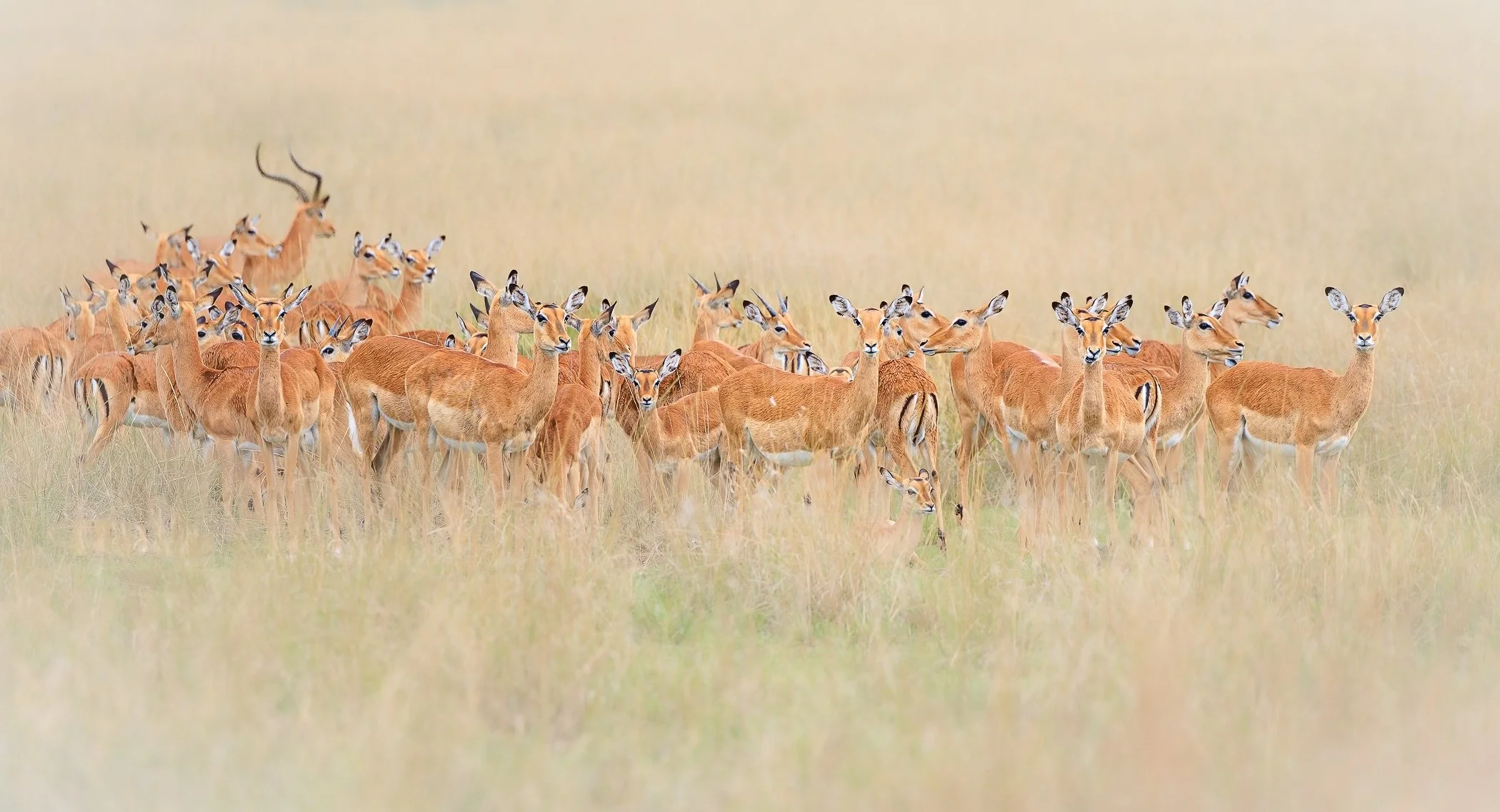 Wisconsin Area Camera Clubs Organization