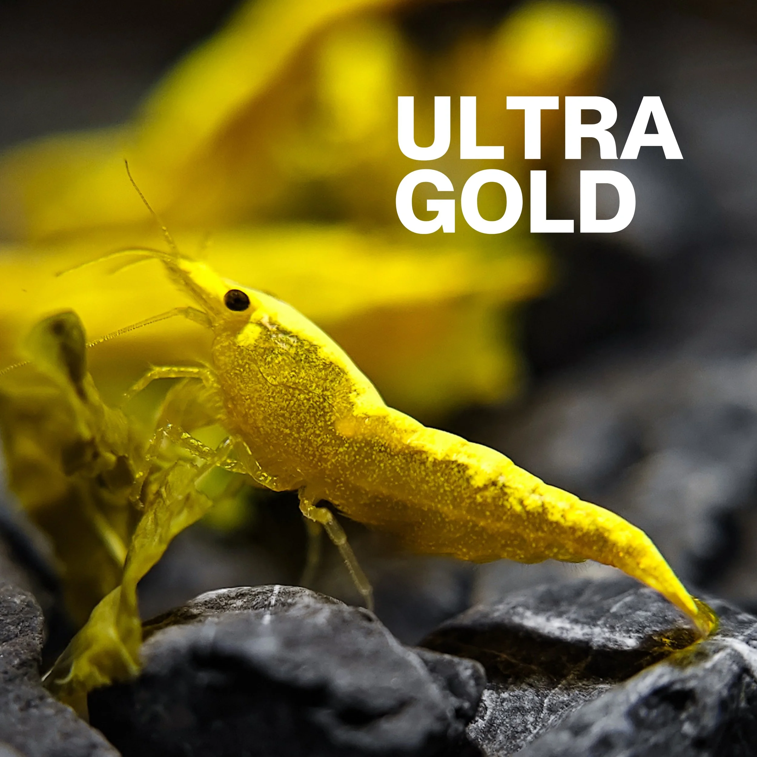 ULTRA GOLD Neocaridina Shrimps - SEAM OASIS