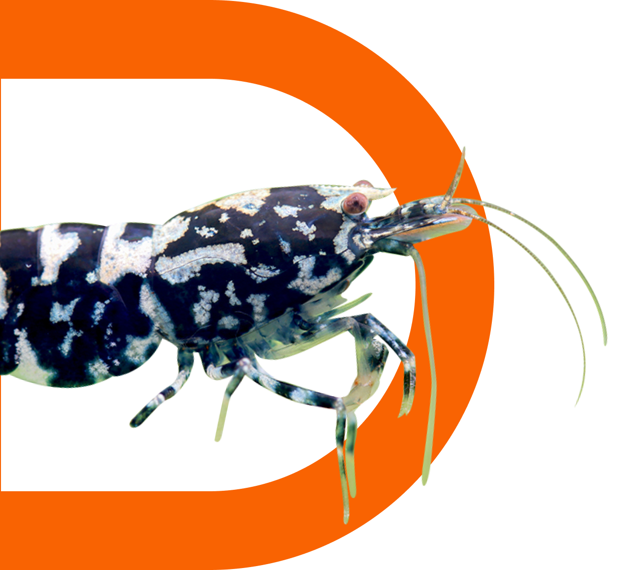 Black Snowflake Galaxy Fishbone | Live Neocaridina & Caridina Shrimp ...