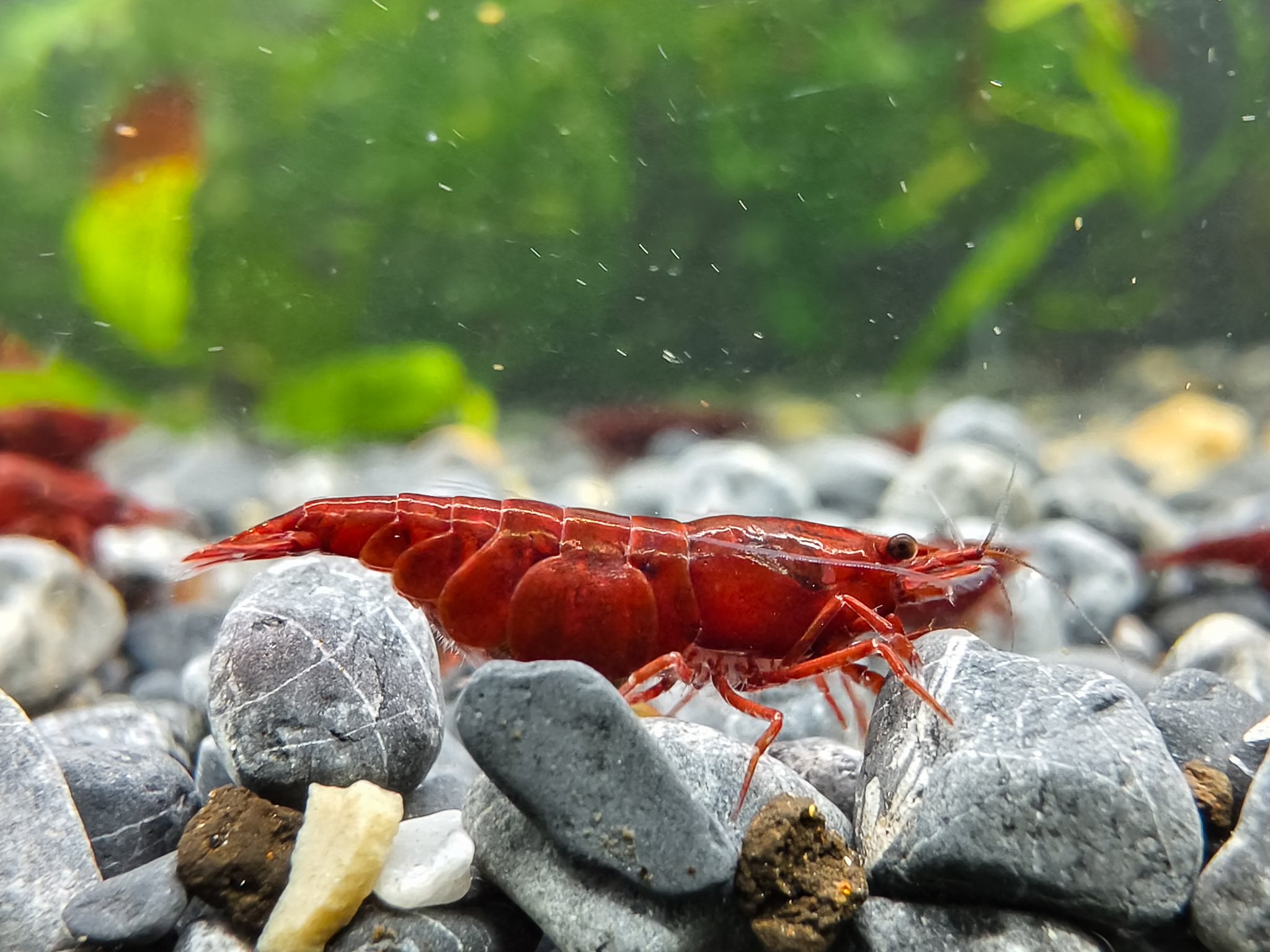 Buy Freshwater Aquarium Shrimp Online – Caridina & Neocaridina | Seam Oasis