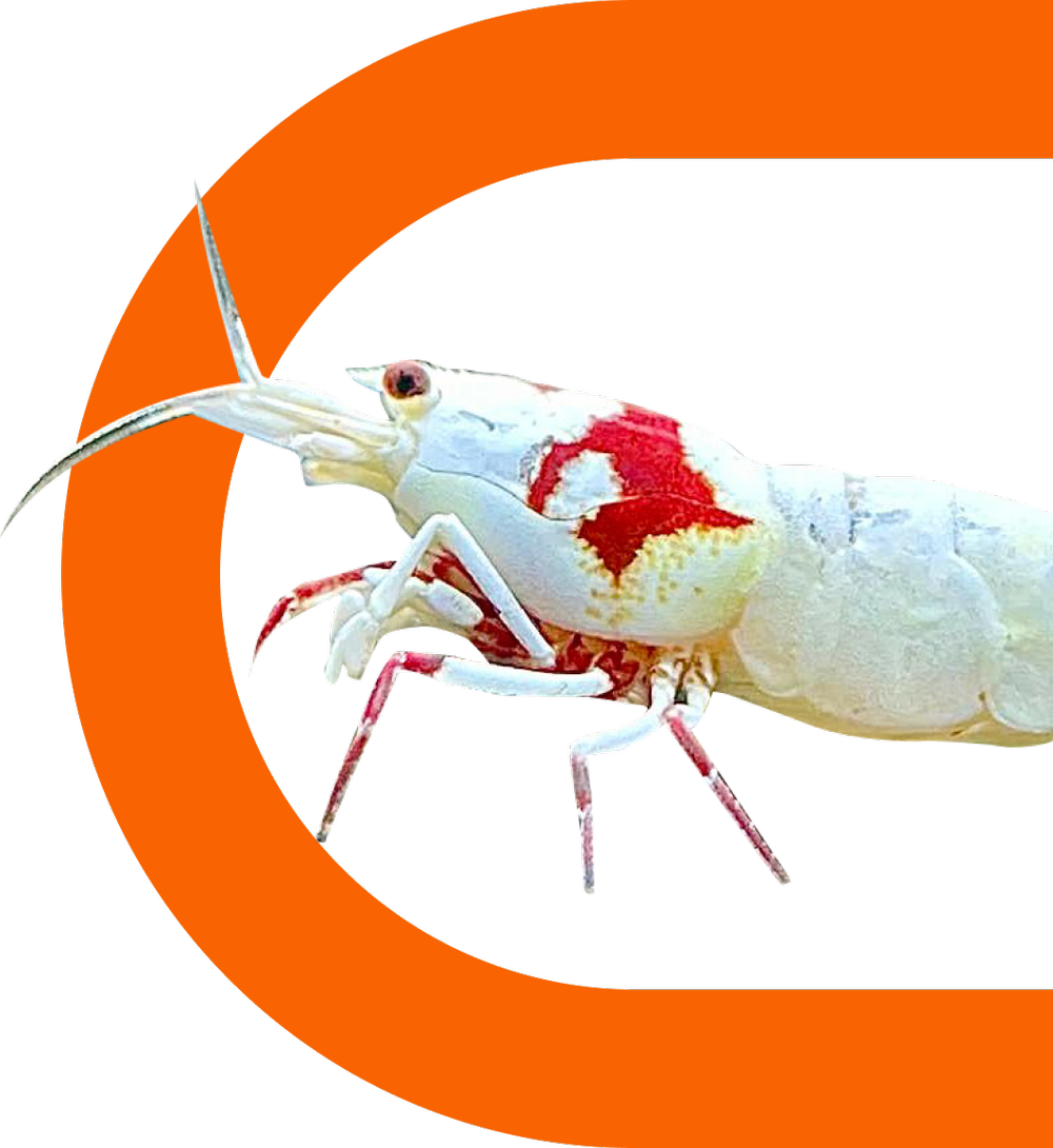 Pure Red Line | Live Neocaridina & Caridina Shrimp | Seam Oasis