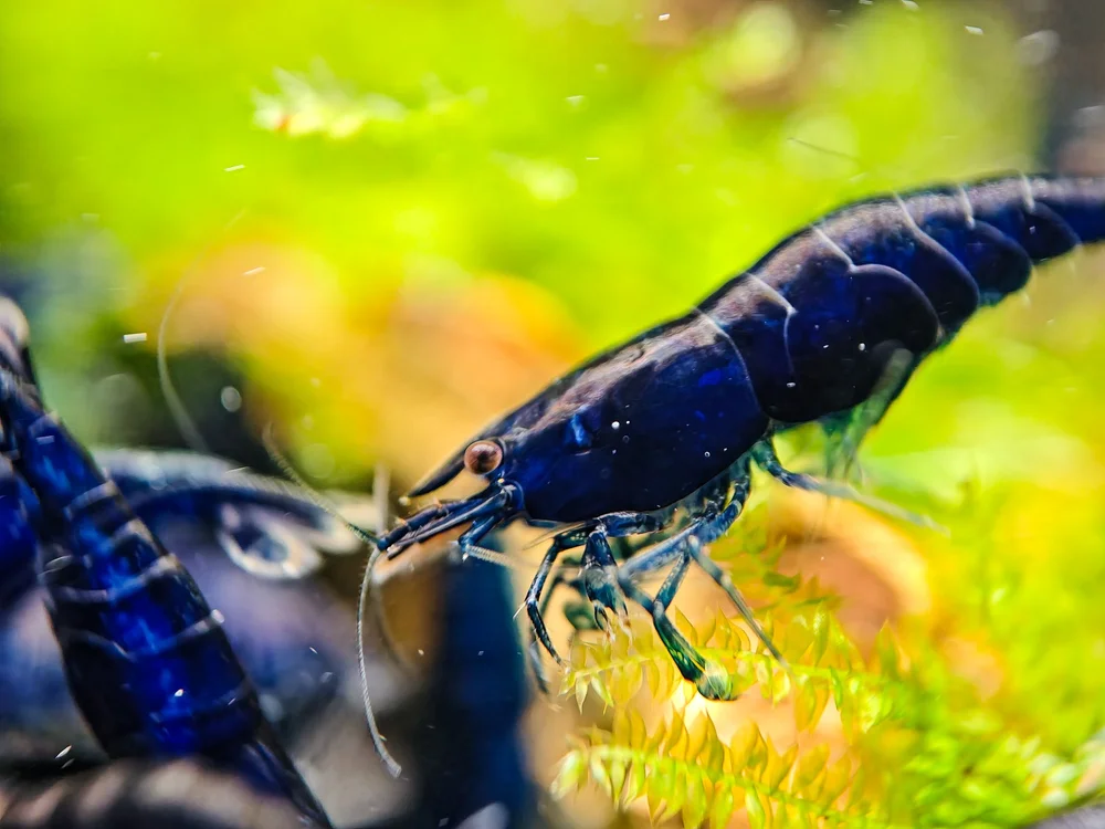 Shop Premium Live Caridina & Neocaridina Shrimp Online | Seam Oasis