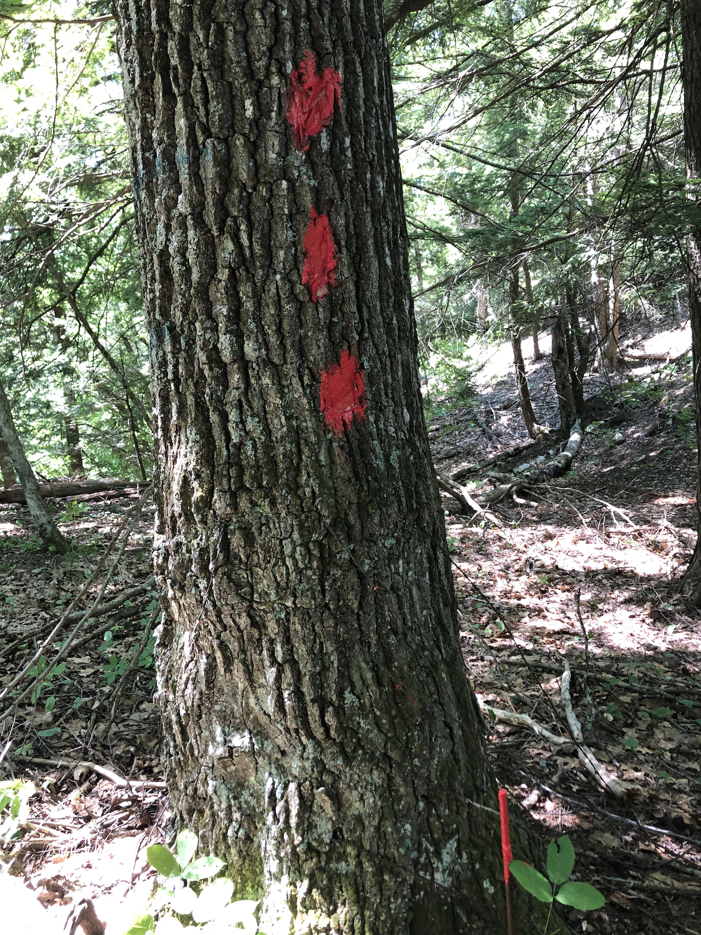 BOUNDARY LINE MARKING — VERMONT FORESTWORKS