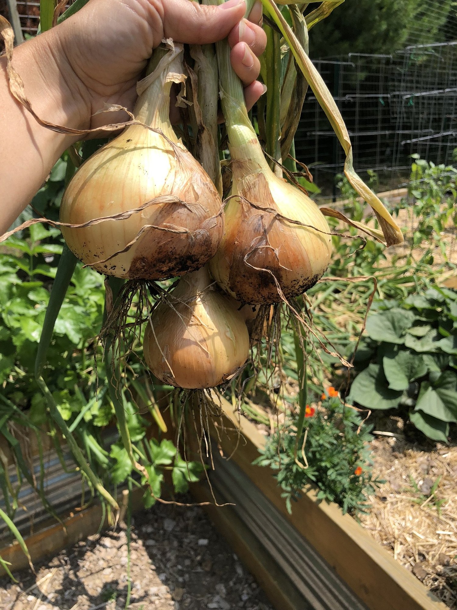 How to Grow Onions — VeggiePATCH