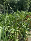 Grow Your Own Garlic — VeggiePATCH
