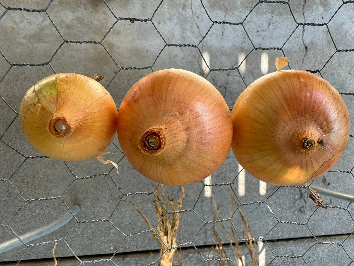 How to Grow Onions — VeggiePATCH