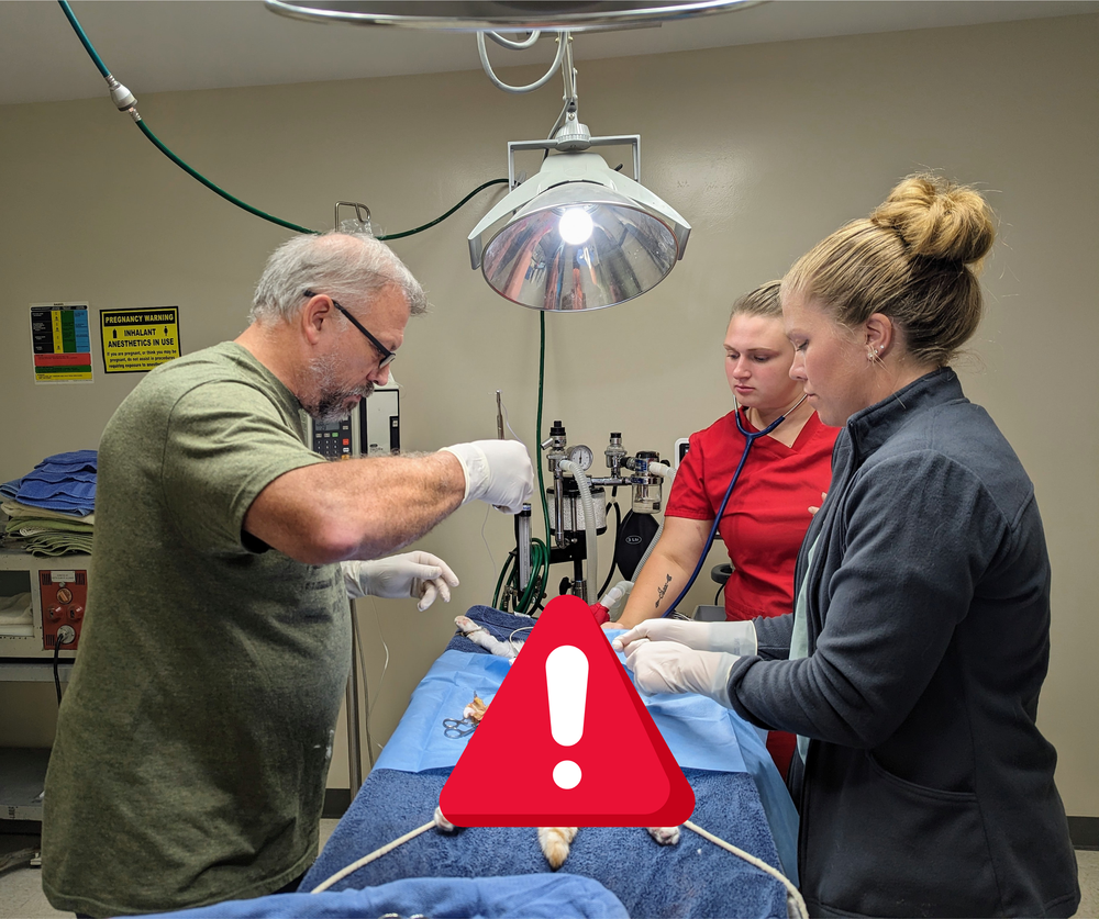 Surgery — West Side Animal Hospital