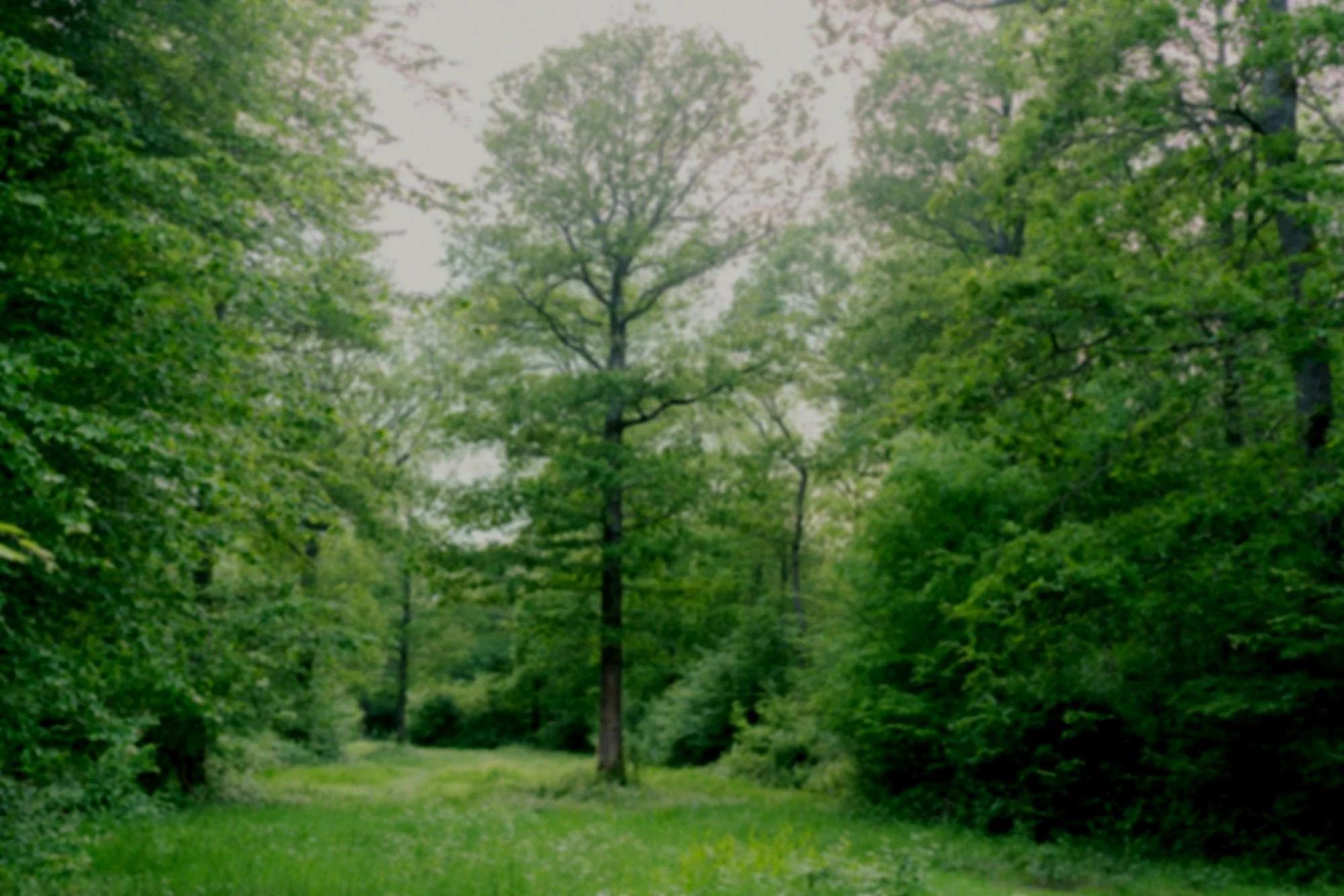 Singing with Nightingales