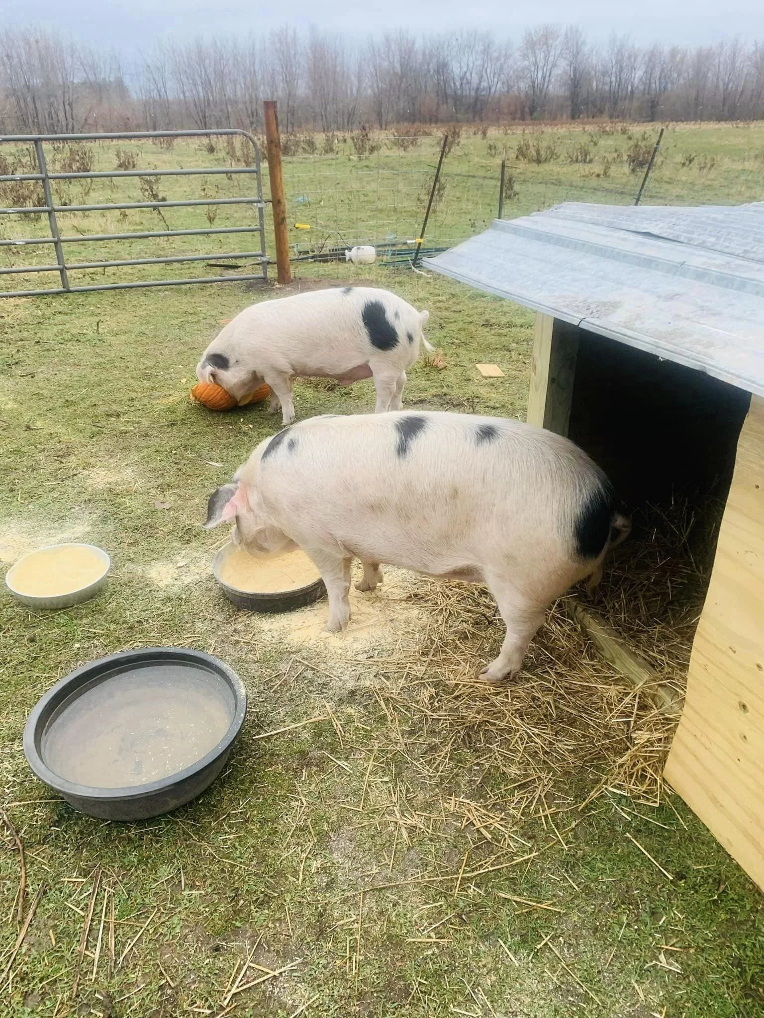 Gloucestershire Old Spot Pigs — Winding Creek Farm