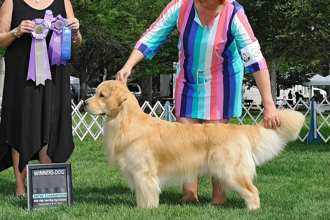 Mosaic Golden Retrievers