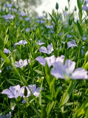 Does Linen Have a High Vibration? The Truth about Fabric Frequencies ...