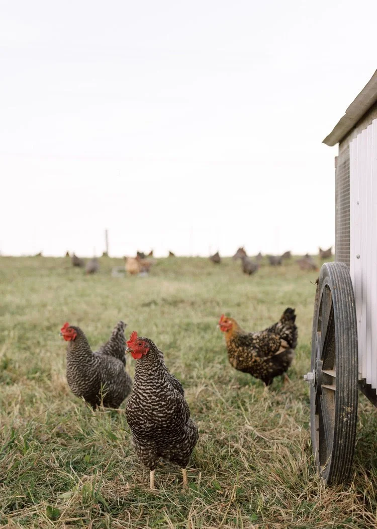 December 2025 Newsletter — Ivester Family Farm