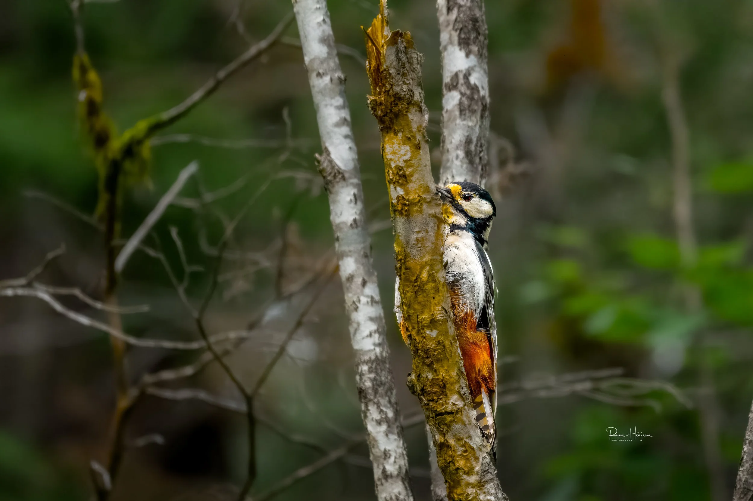 RUNE's PHOTO MEMORIES