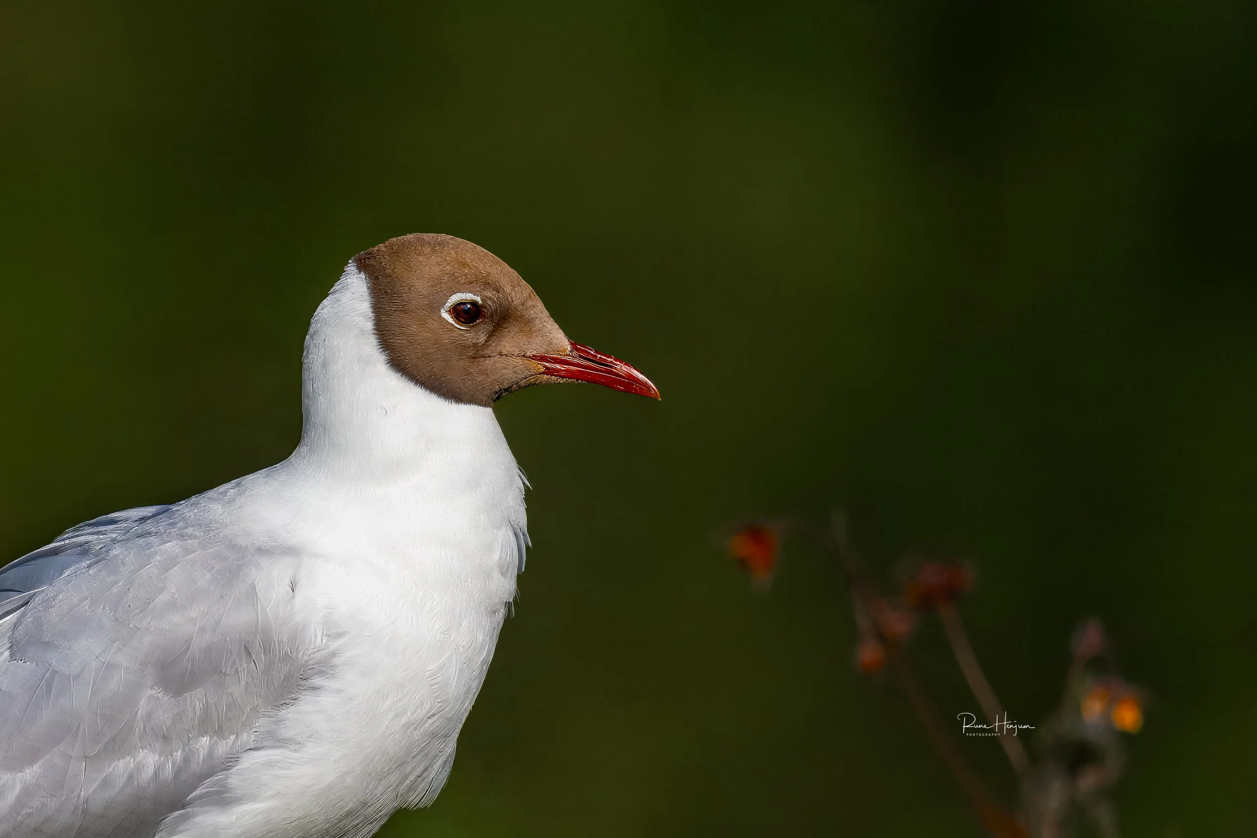 RUNE's PHOTO MEMORIES