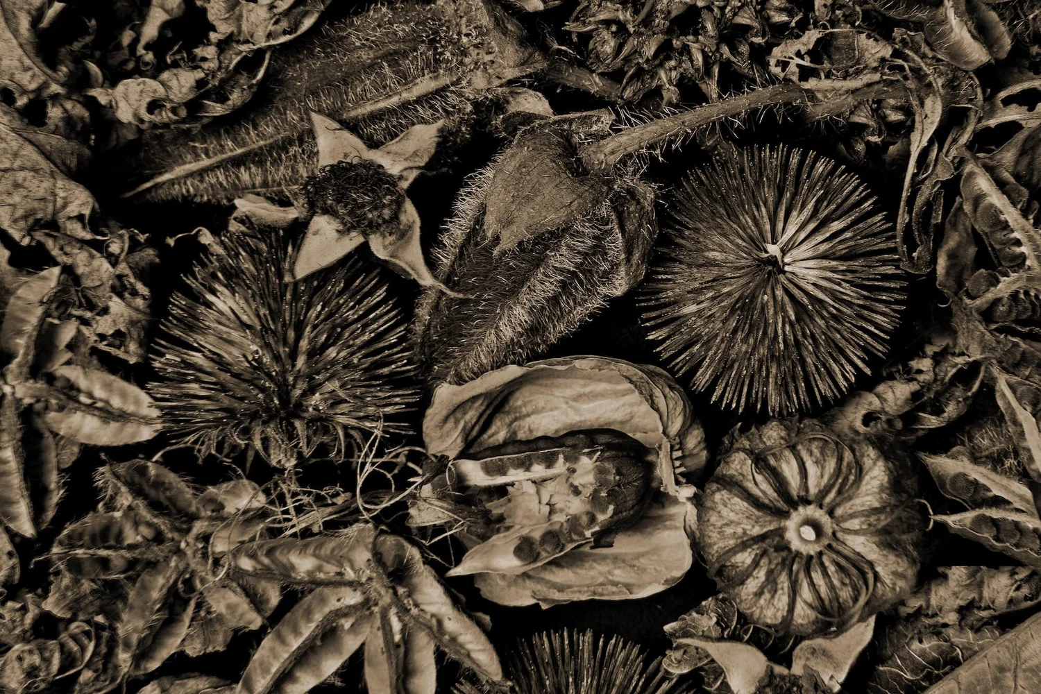 Allan Baillie Photography | Fine Art Botanical Originals + Prints