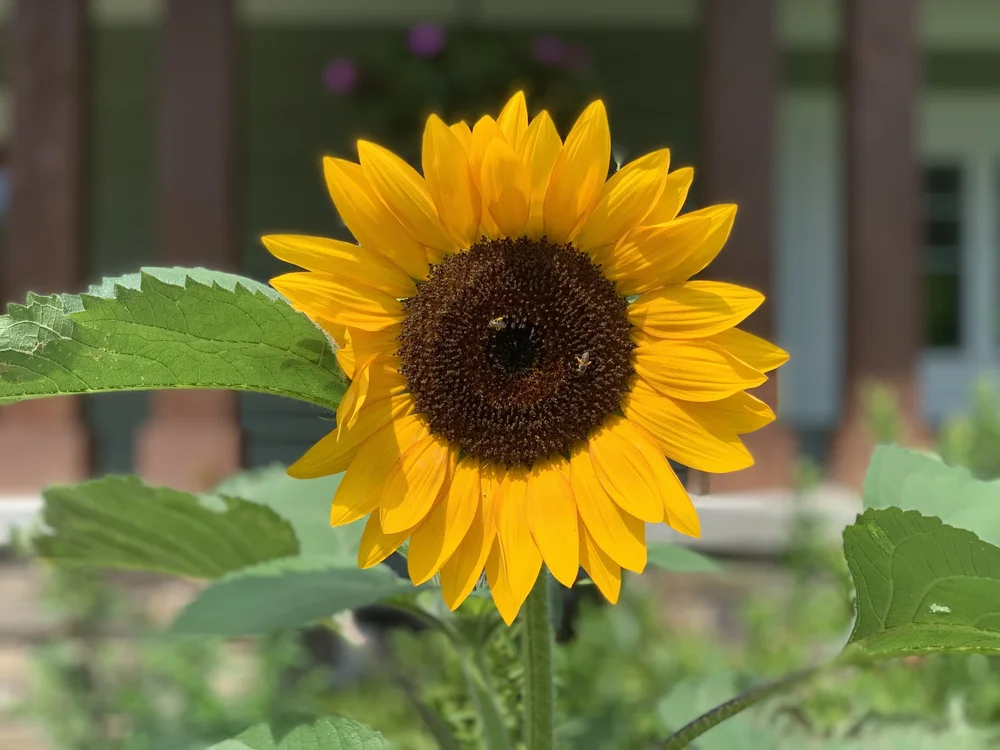 Sunflower Spiritual Direction