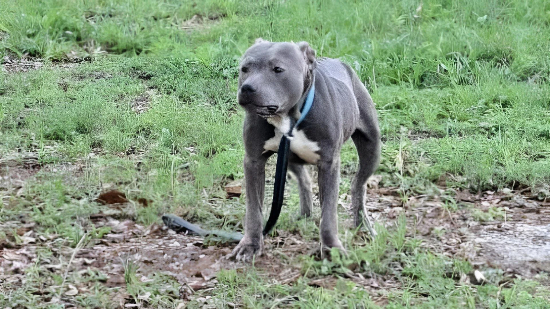 When There is Life, There is Hope: Willow's Story — Pangel