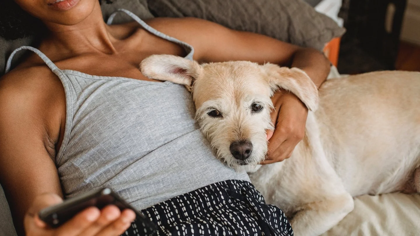 Smart Devices for Your Dog — Pangel