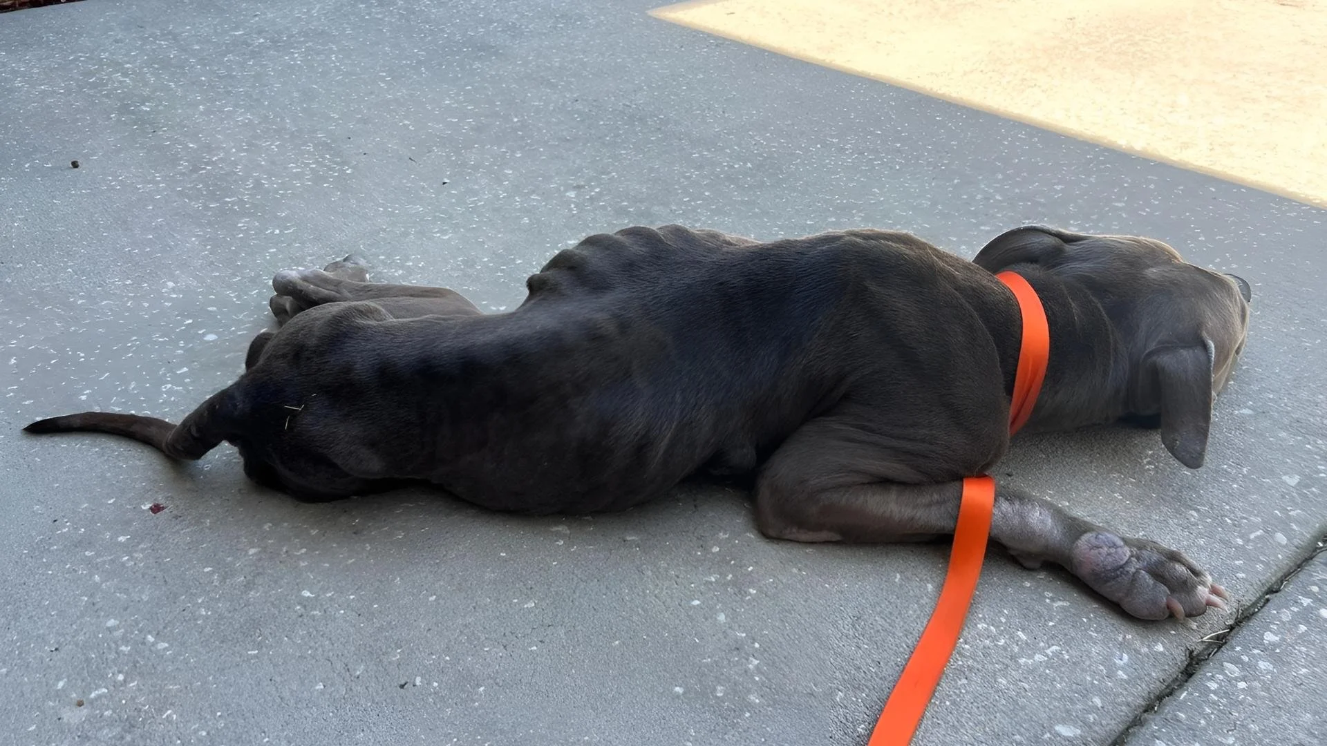 When There is Life, There is Hope: Willow's Story — Pangel