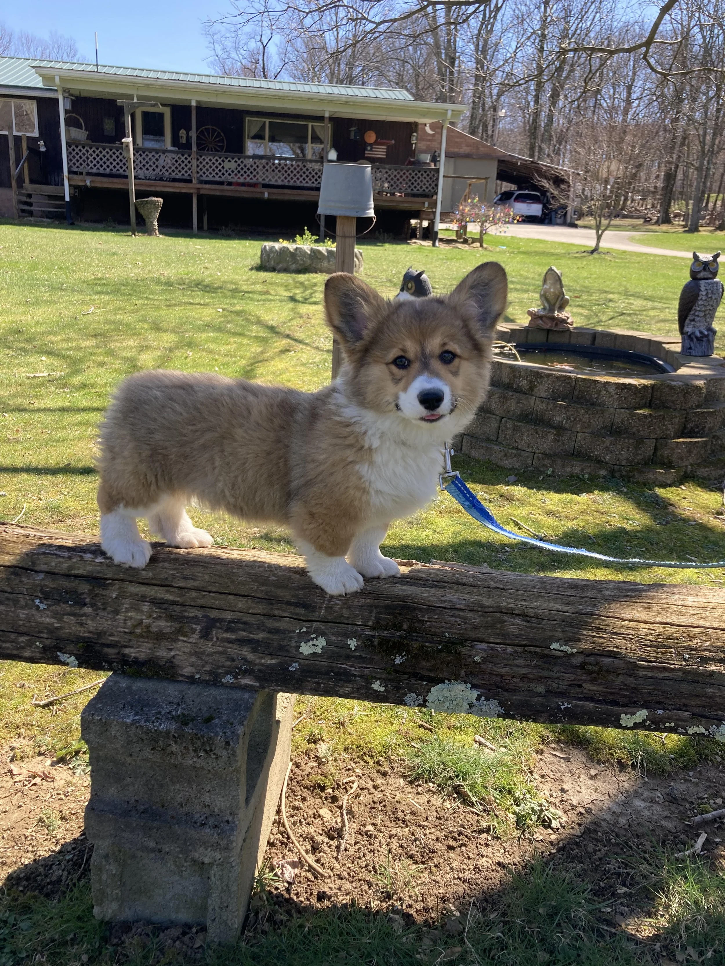 Mary's Corgis