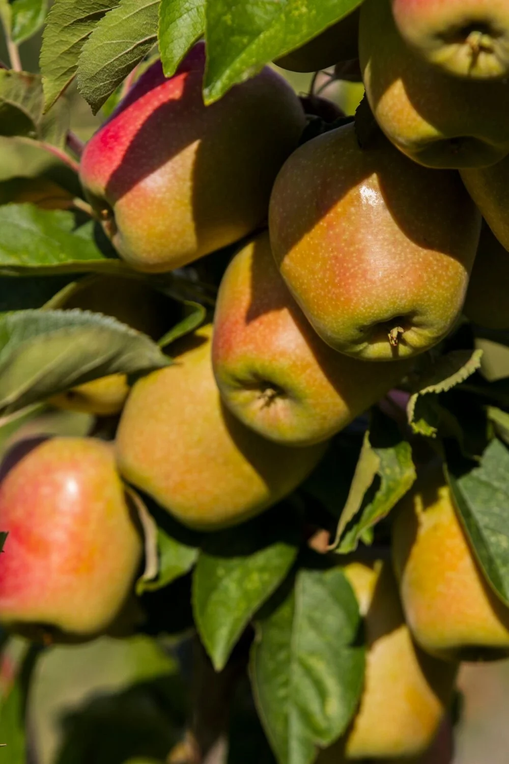 ORCHARDS - Mt. Hood Organic Farms - Hood River Wedding Venue