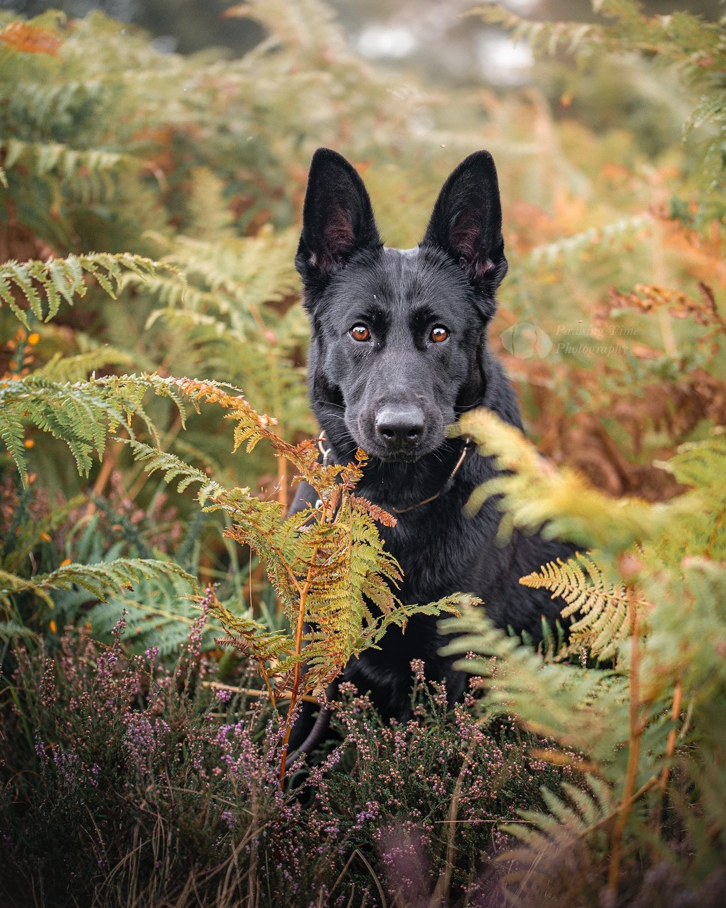 Breeding — Hundenkraft