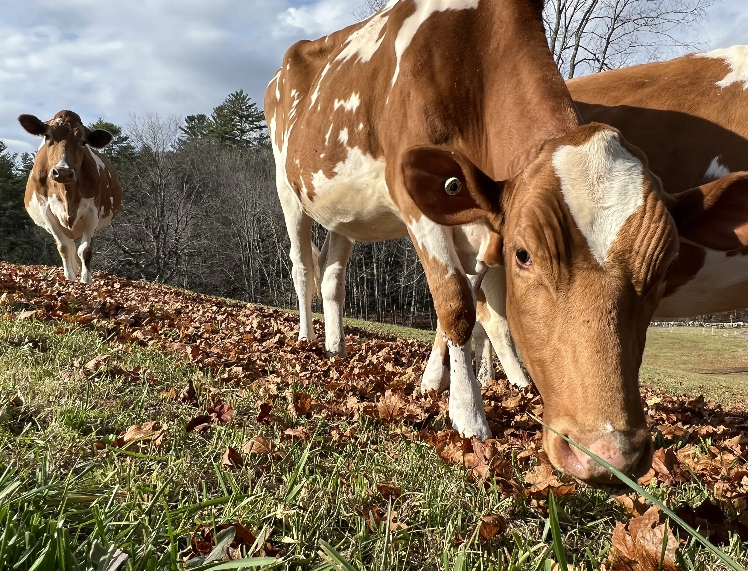 Our story — Mill Bridge Farm