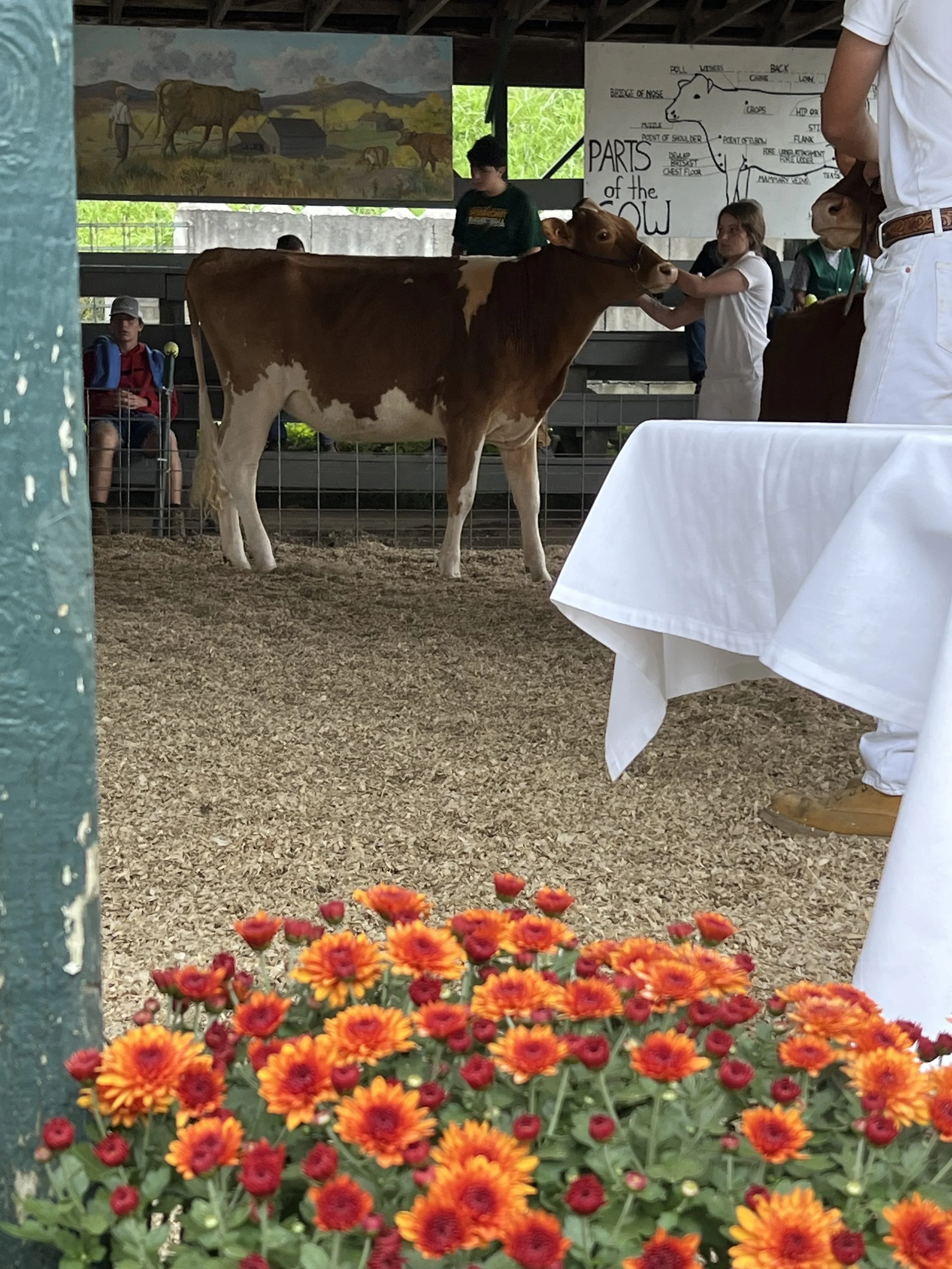The farm — Mill Bridge Farm