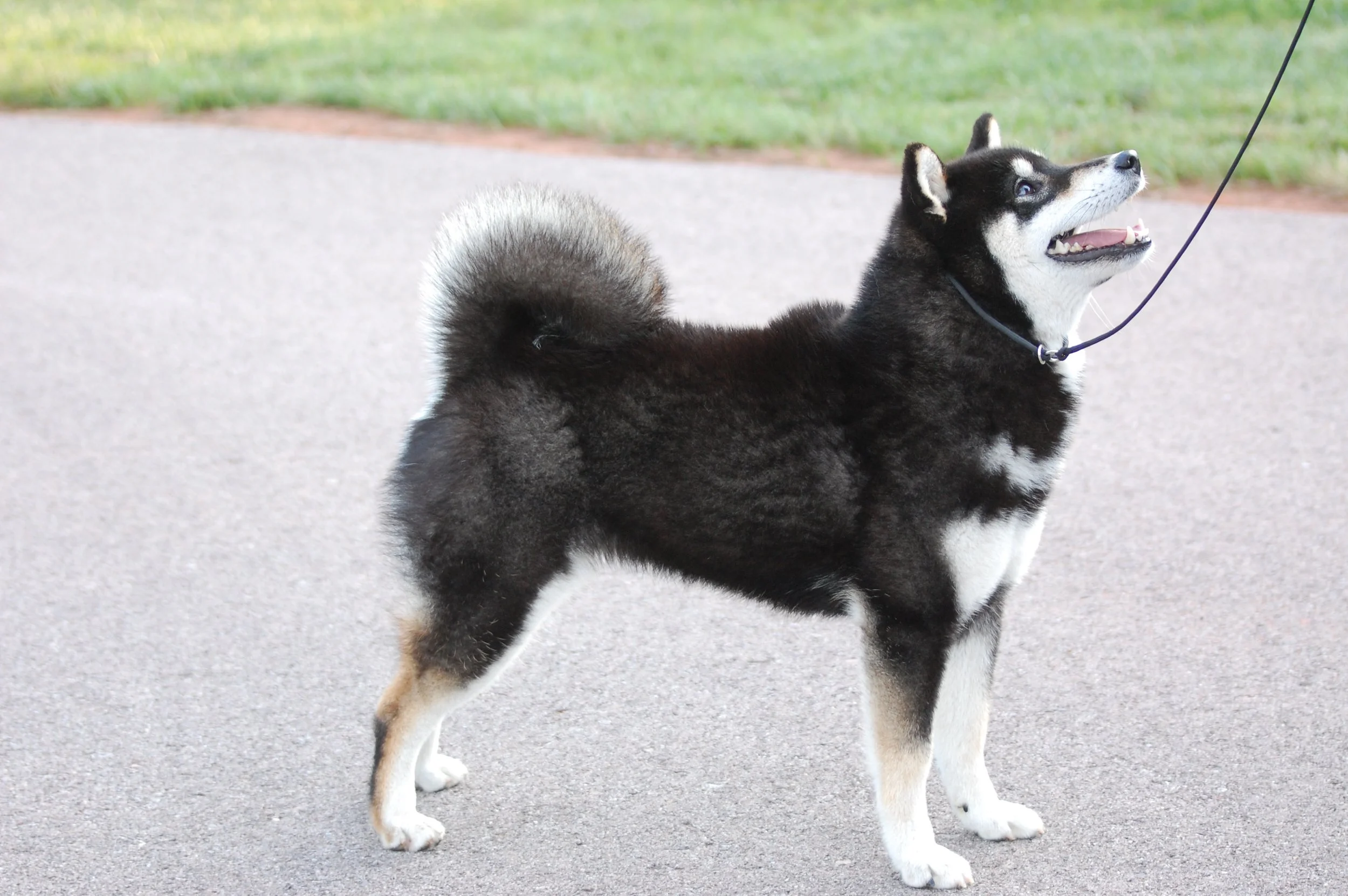 Our Girls — Kuro Oka Shiba Inu