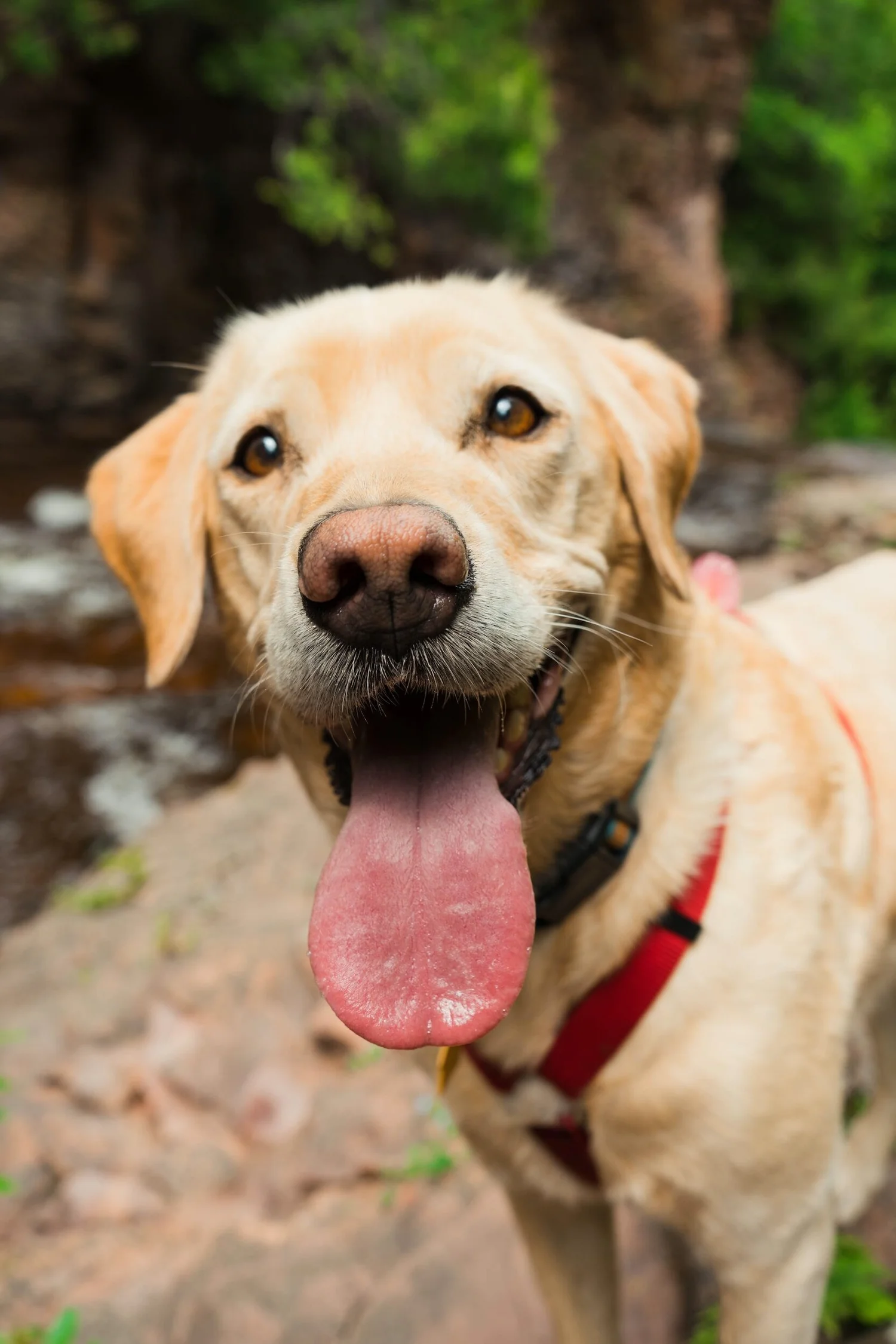 DeKalb Humane Society | Support Animal Welfare Today