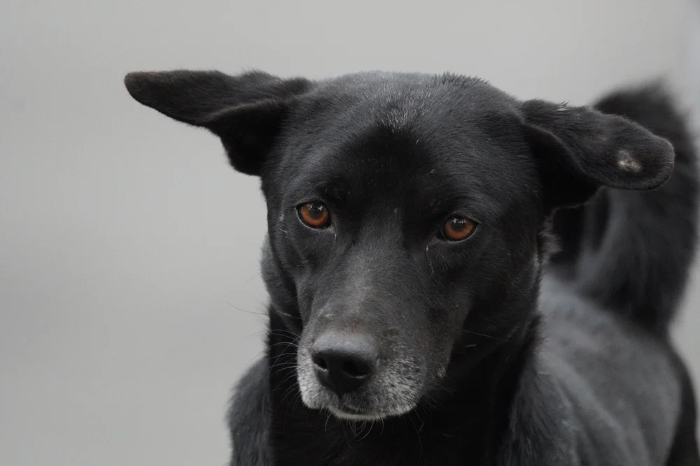 Lost and Found | Find, Reunite, Help Today — DeKalb Humane Society