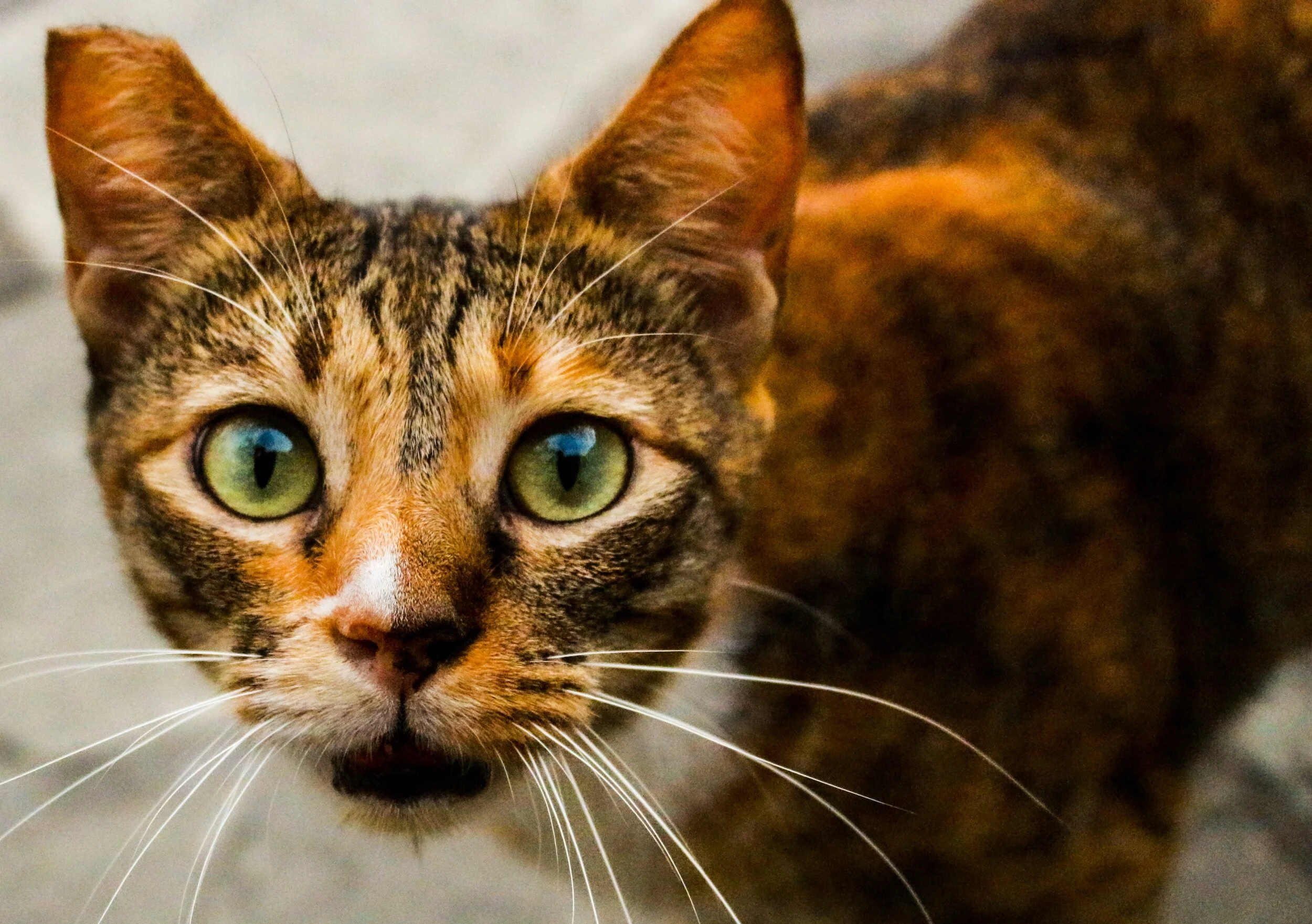 Community Cat Program — Dekalb Humane Society