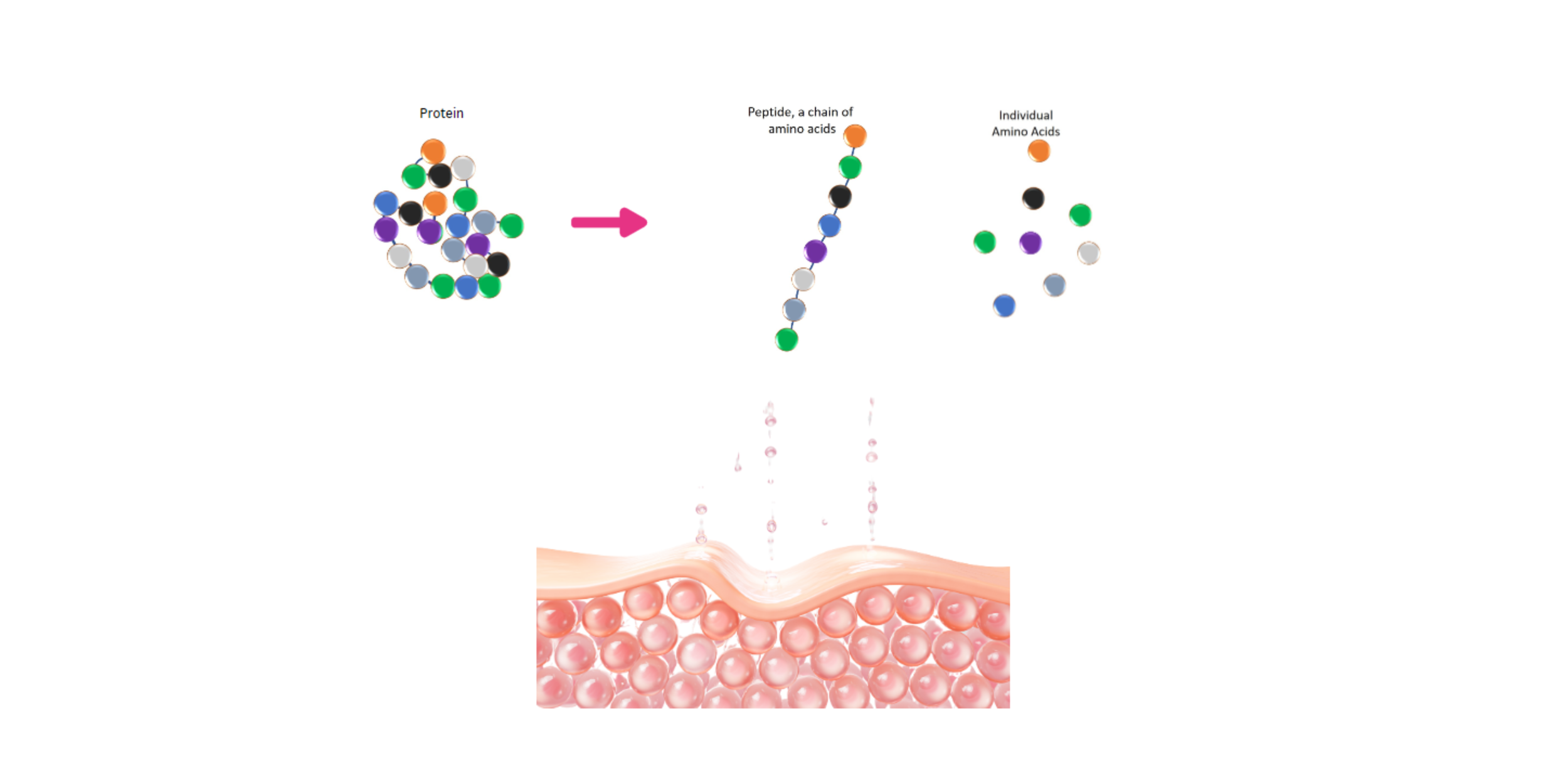 Revolution in Beauty: Hydrolyzed Proteins! — The Active Bio | cosmetic ...