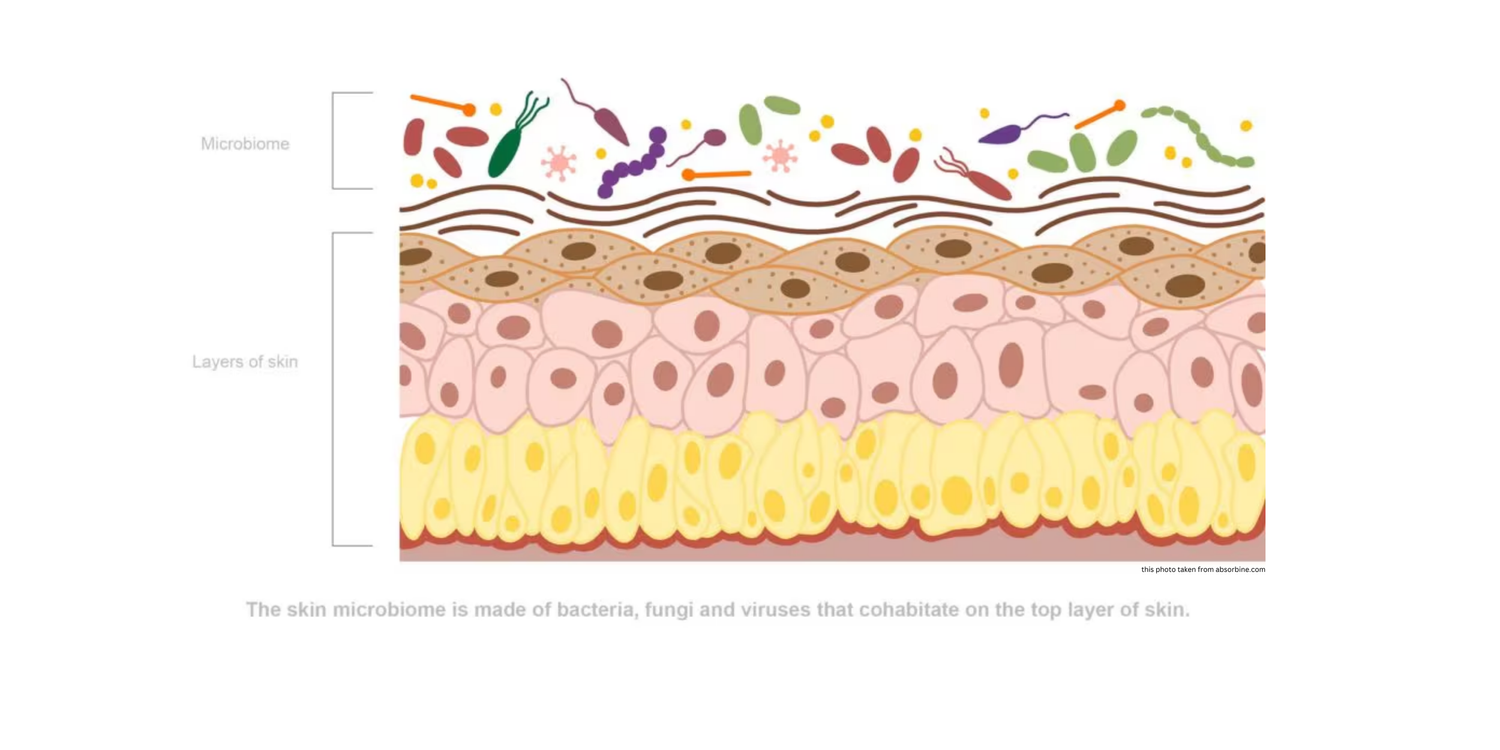 Skin's Hidden Heroes: Microbiota — The Active Bio | cosmetic shape of ...