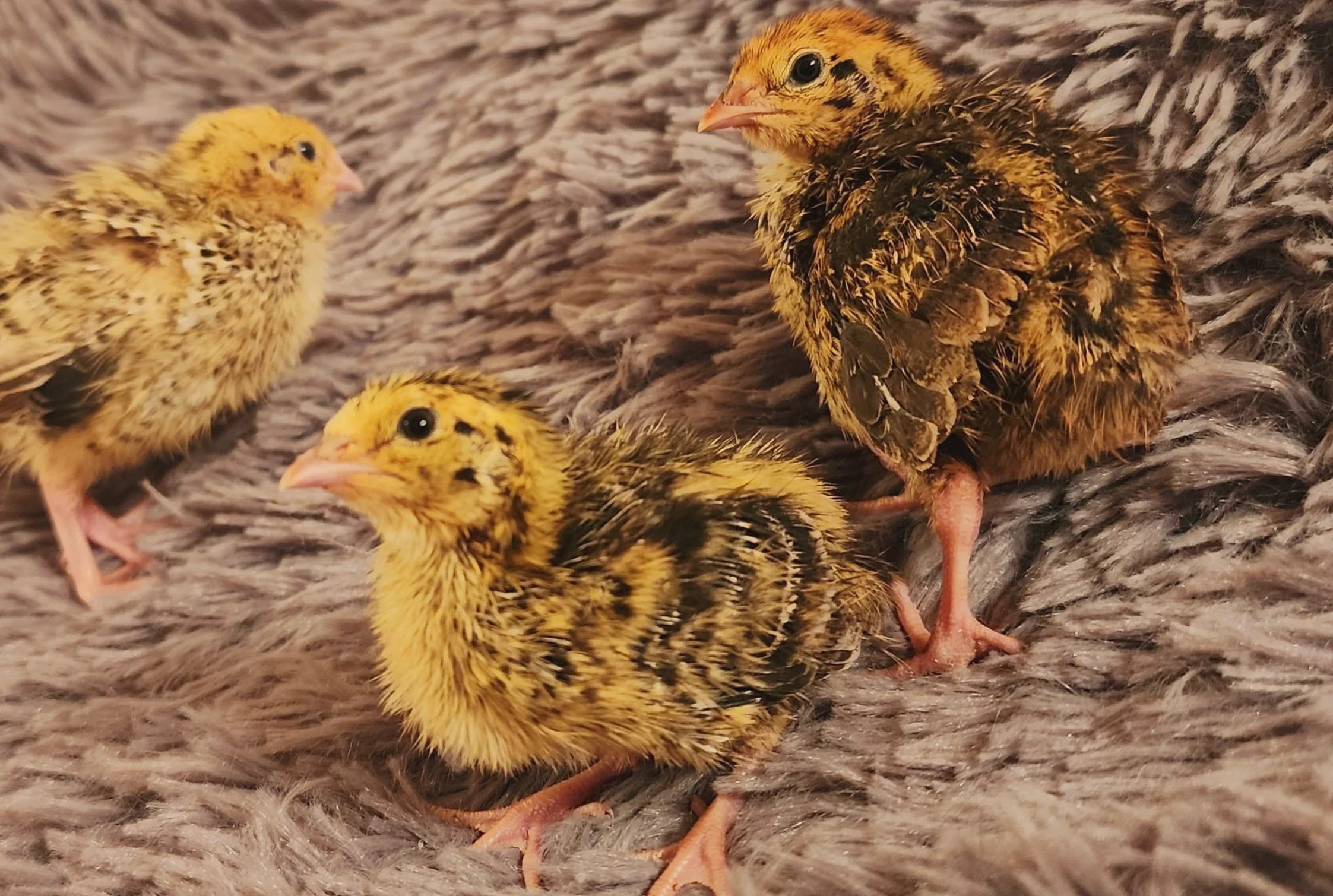 Live Quail & Quail Eggs Shipped Nationwide - | The Quail Store- Shop ...