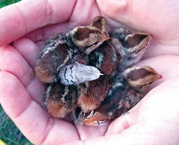 Buy Live Quail Shipped Nationwide All Year-24/7 Support - | The Quail ...
